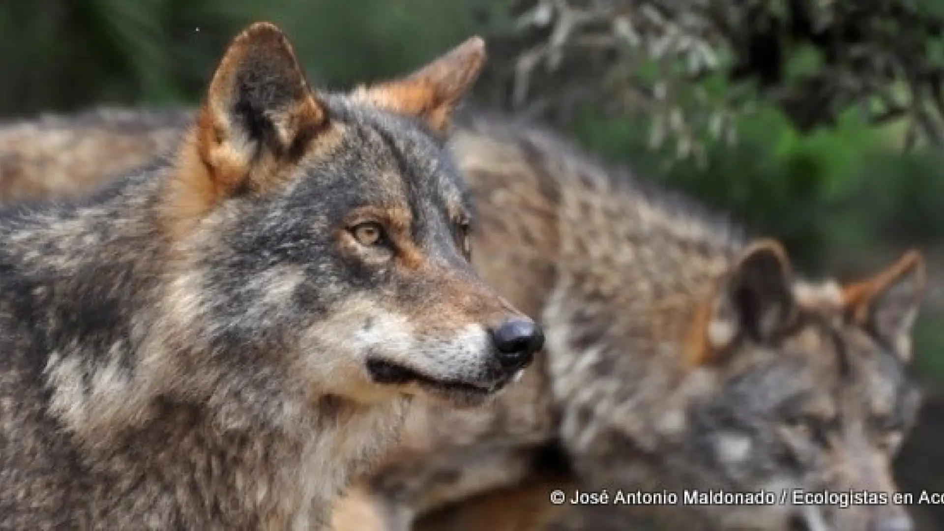 Los cinco lobitos son ahora siete y se dejan fotografiar