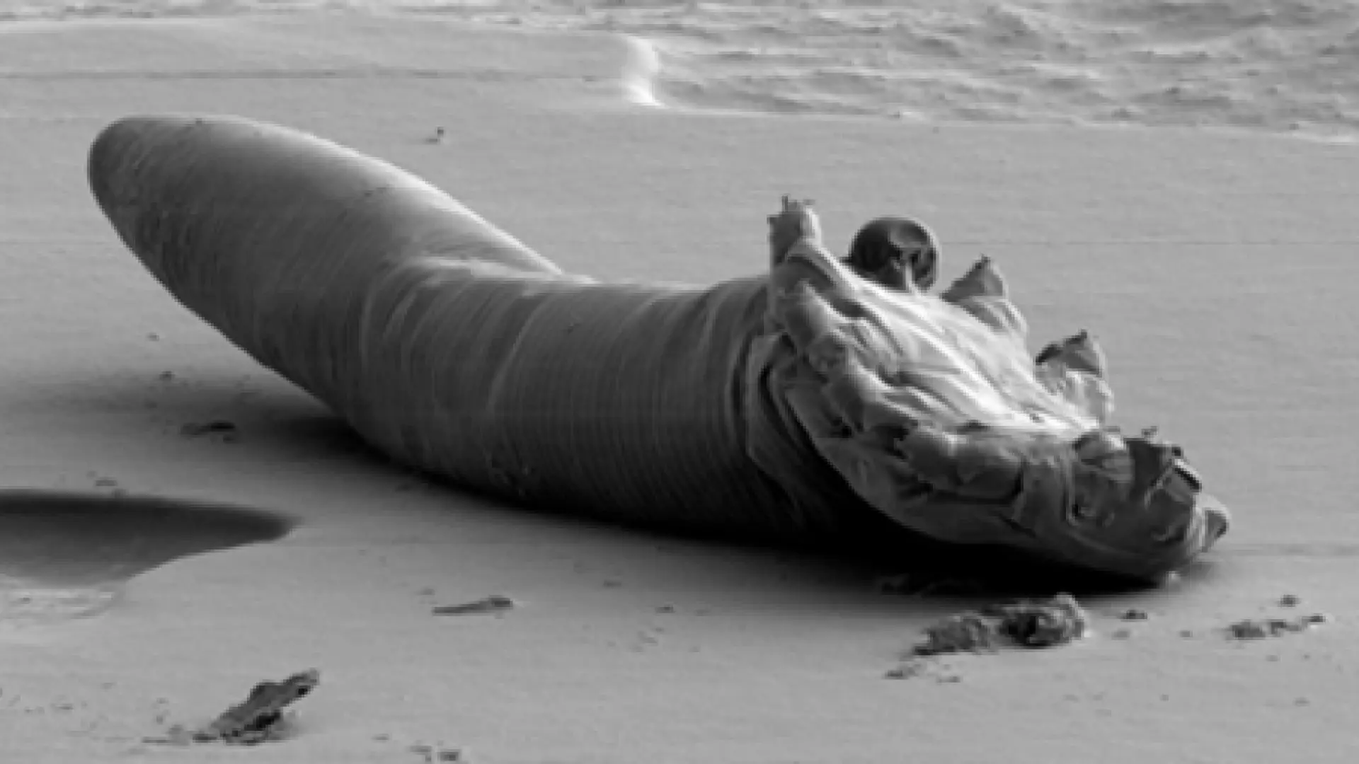 Este es el bicho que vive en nuestras caras... desde que somos humanos