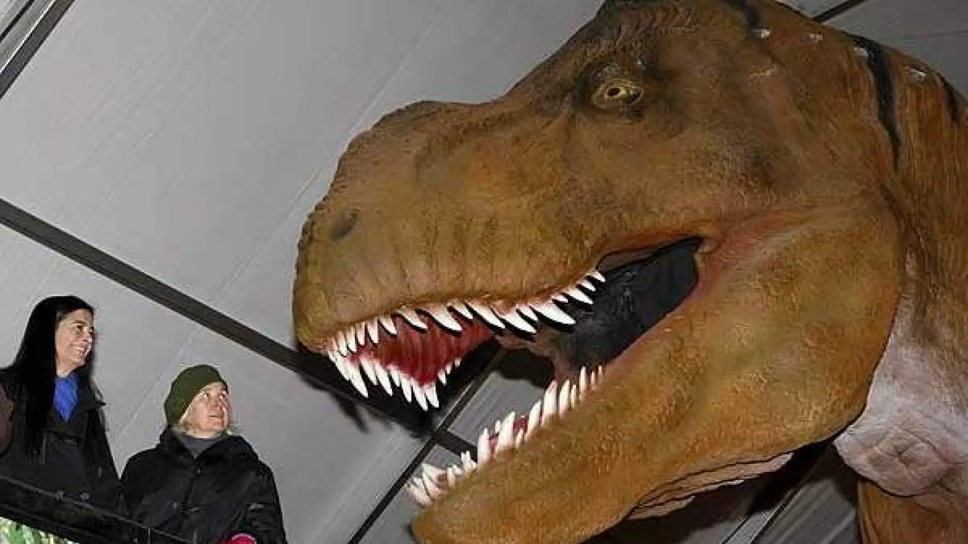 Nuevos estudios apuntan que el cerebro del Tyrannosaurus rex se ...