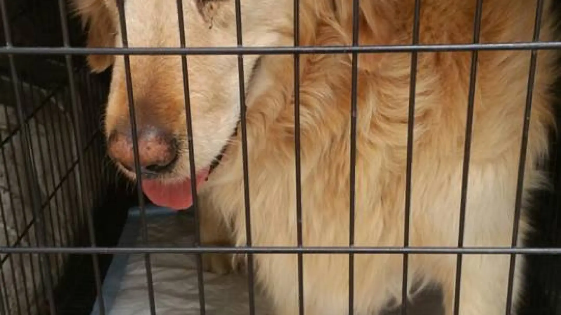 ¿Sabes cómo funciona la perrera de tu municipio? ¿Quién tiene la ...