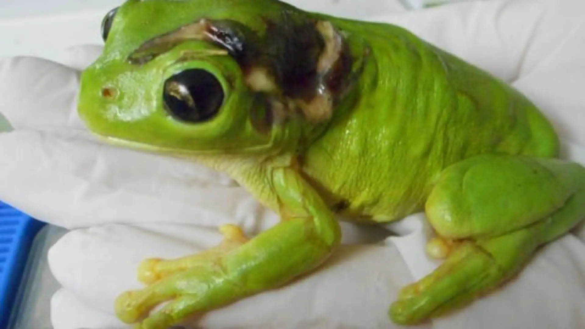 Vuela 800 kilómetros para salvar a una rana que hirió con su cortacésped