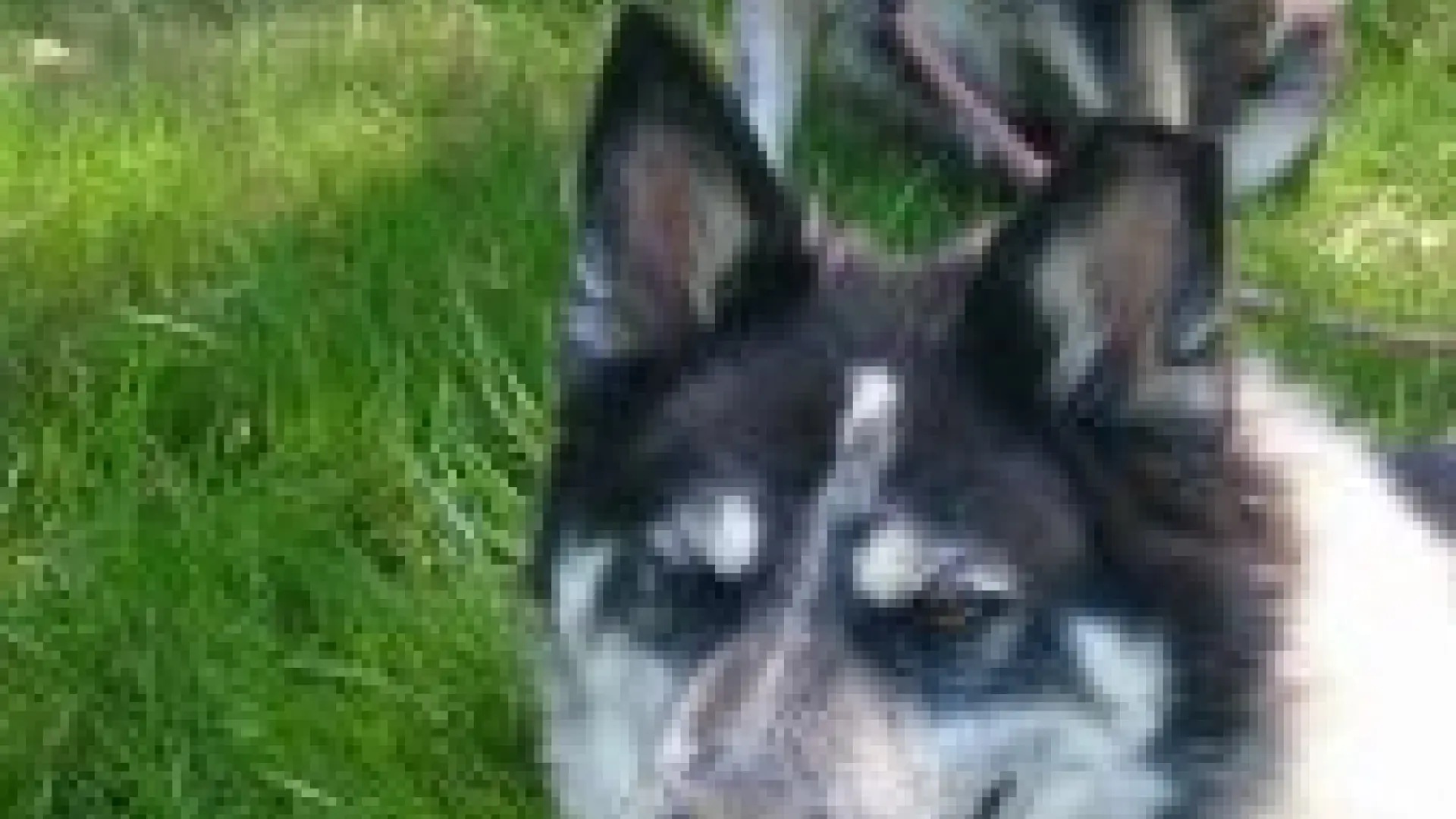 Furia y Colmillo, perros perfectos, inseparables, han cumplido una ...