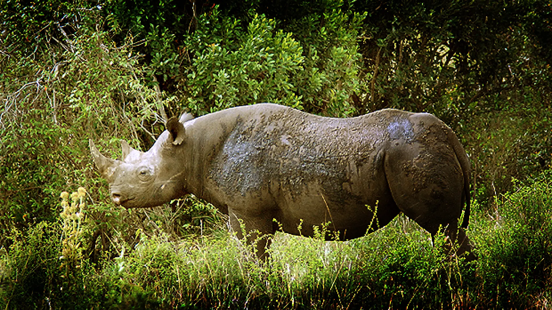"La legalización del cuerno de rino legitimaría su consumo"