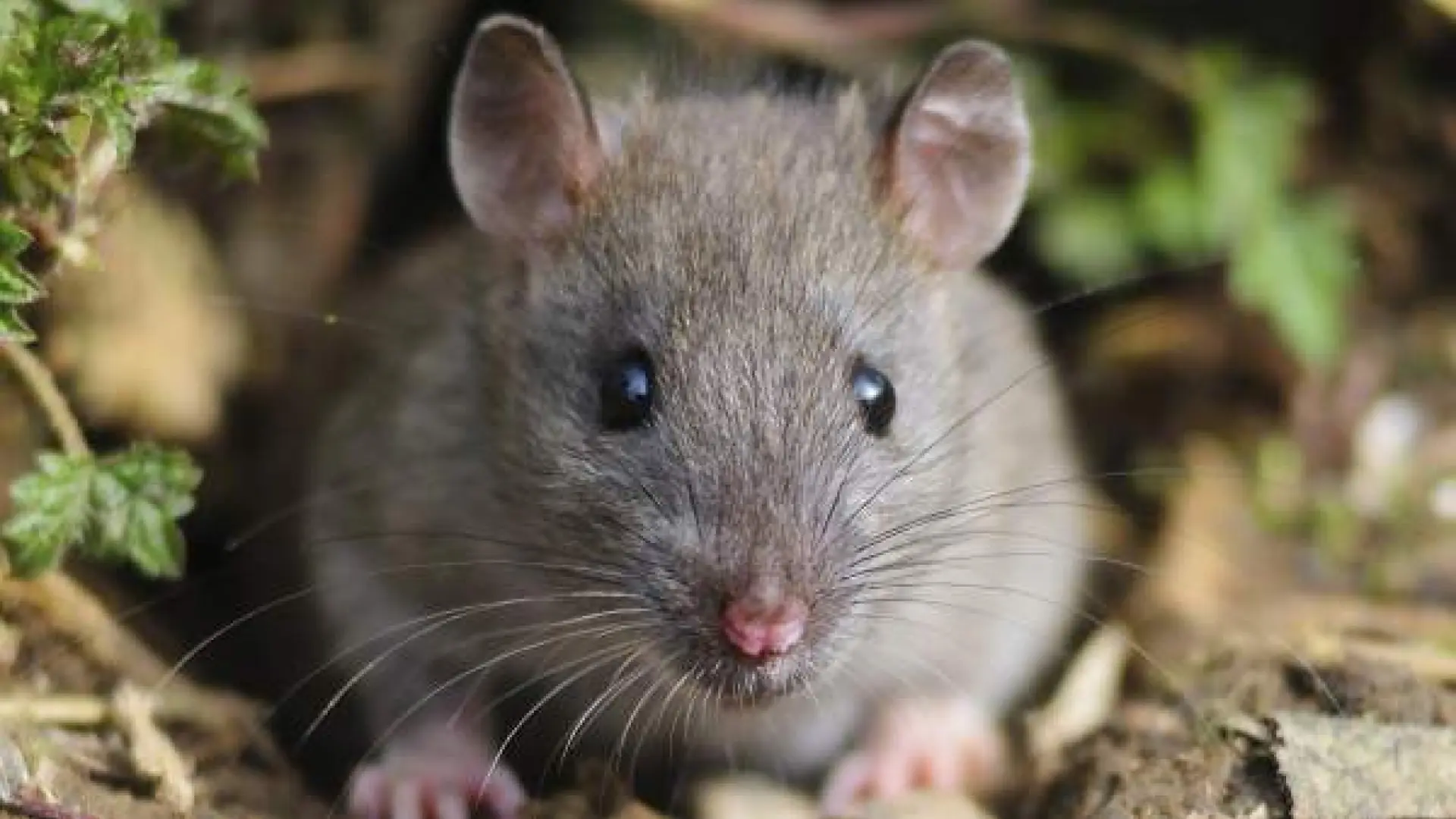 Un estudio científico descubre que las ratas tienen cosquillas cuando ...