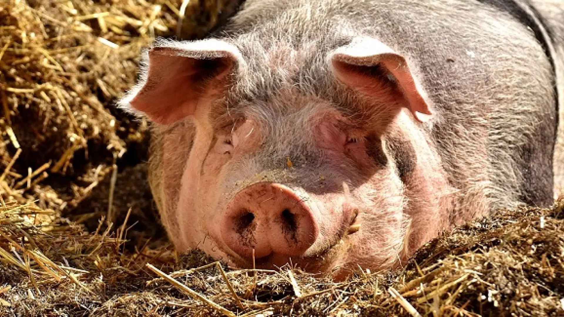 ¿Cuál es el origen del término ‘marrano’?
