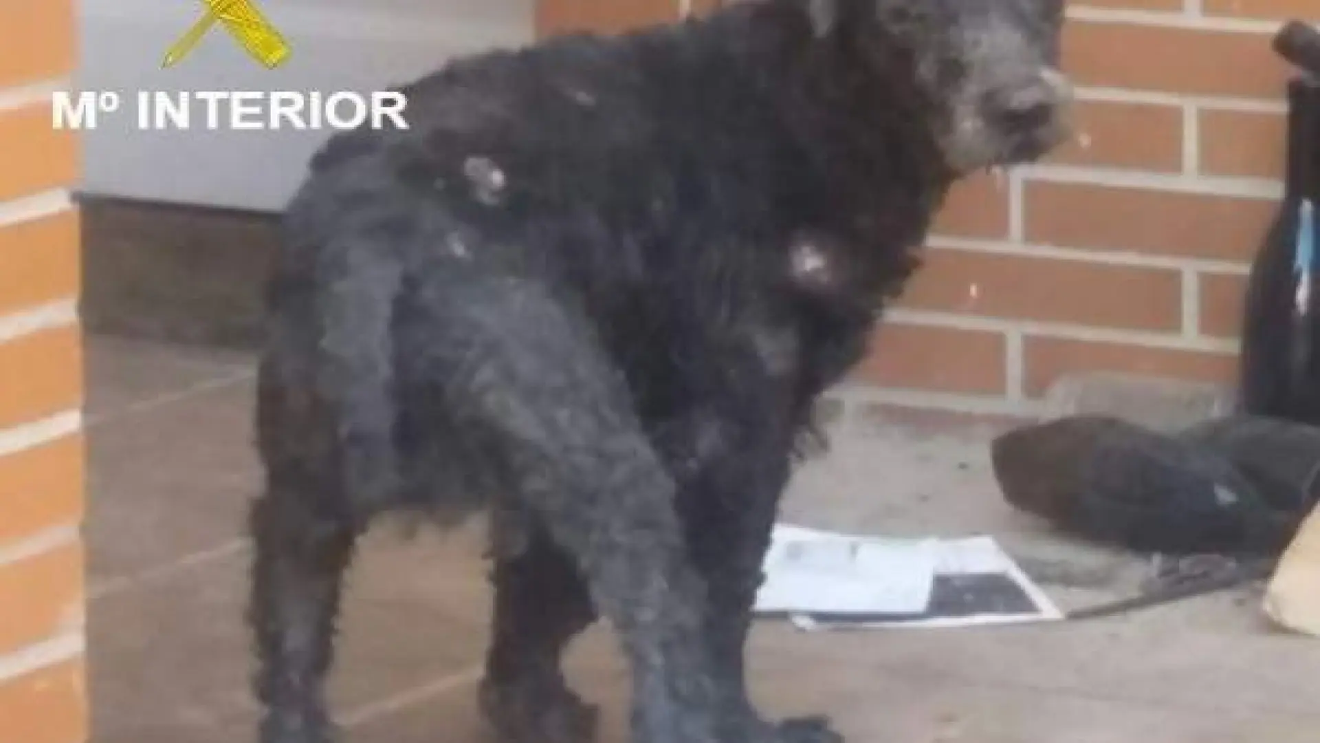 El Seprona investiga en Burgos al propietario de un perro hallado en ...