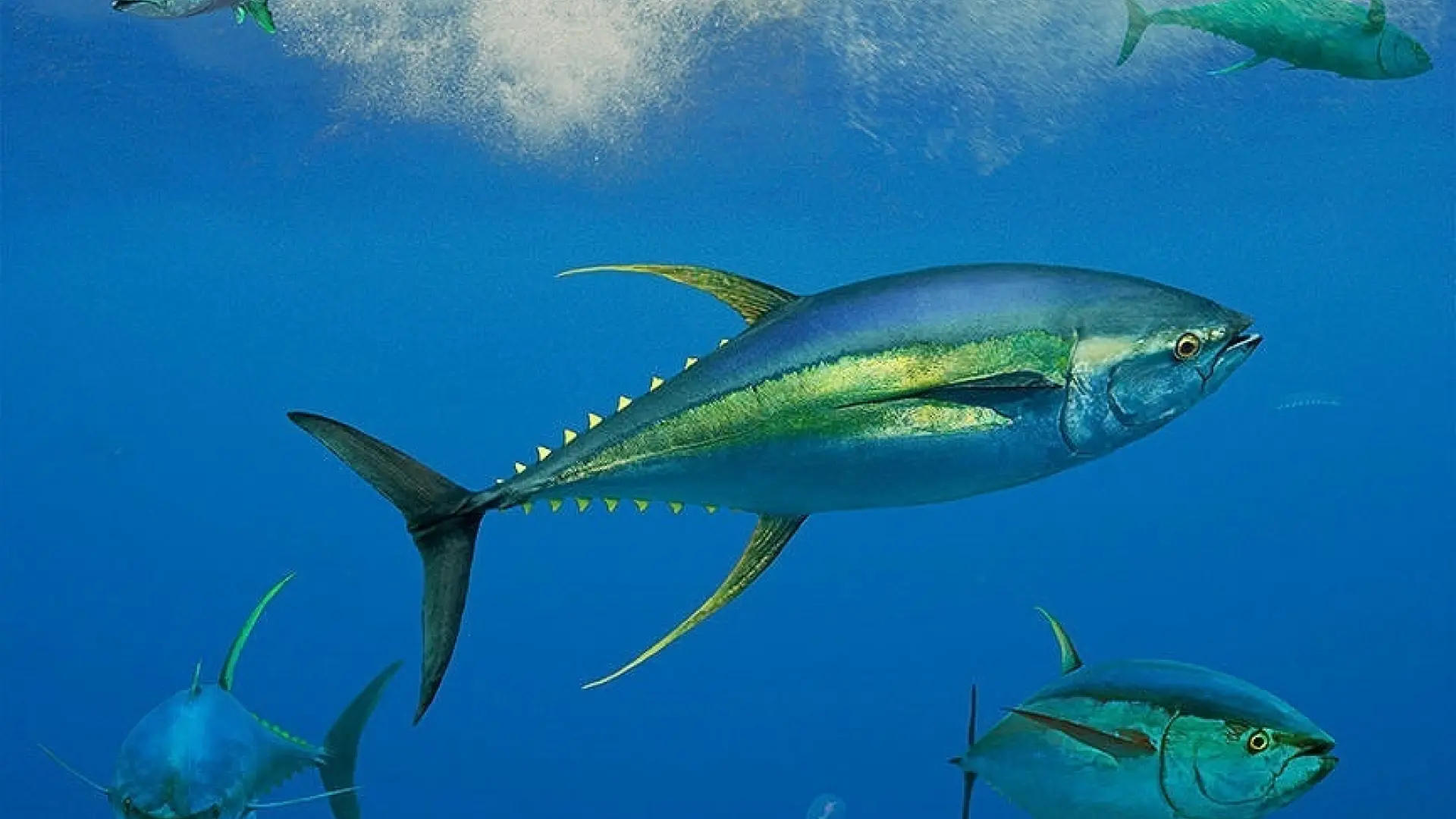 ATÚN ROJO - La temporada del atún rojo en el Mediterráneo comenzará en unas semanas