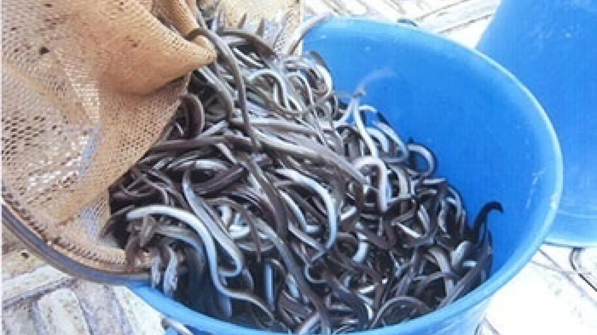 El Gobierno concederá 40 licencias para la campaña de la angula, que ...