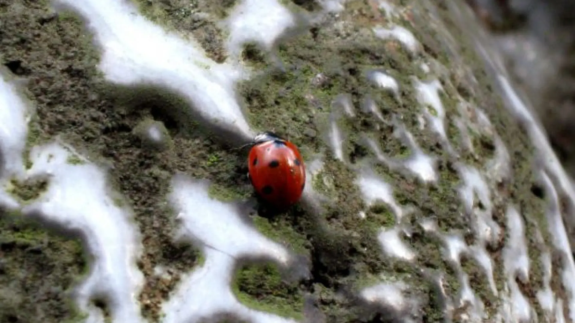 Por qué los insectos resisten mejor el calor en invierno (sí, el calor)