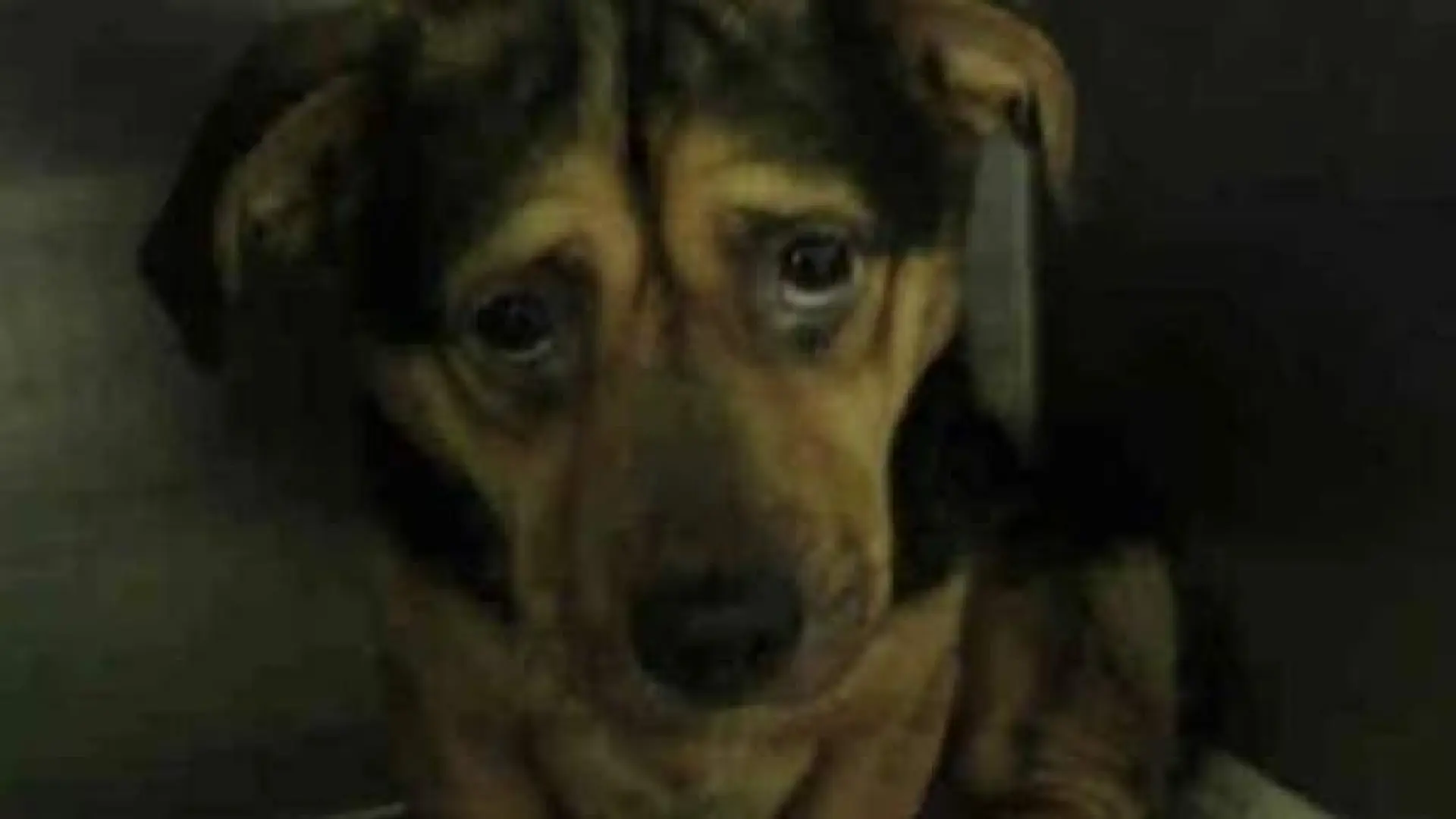 Benji, el perro más triste de California y la conmovedora historia de ...