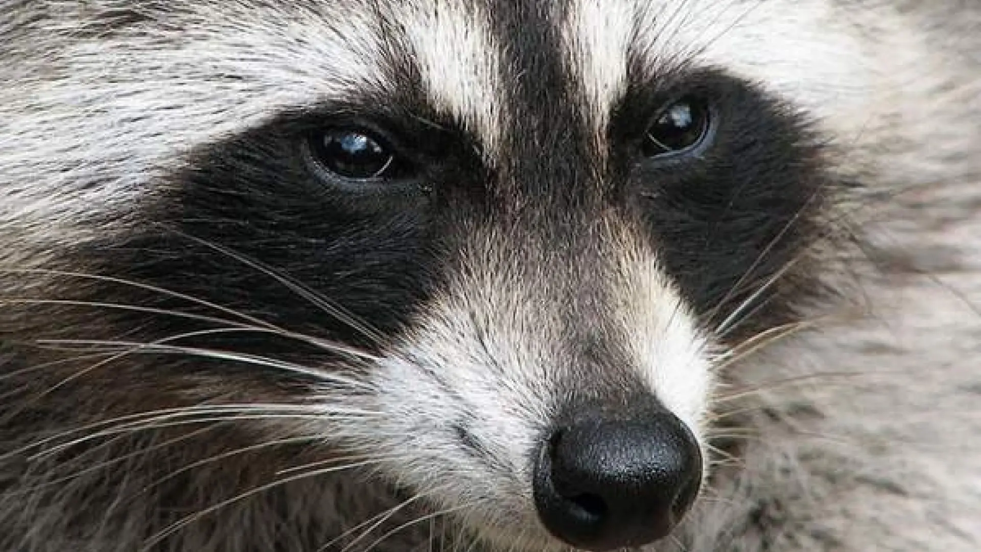 Los mapaches "zombies" mueren a causa de un virus en Central Park