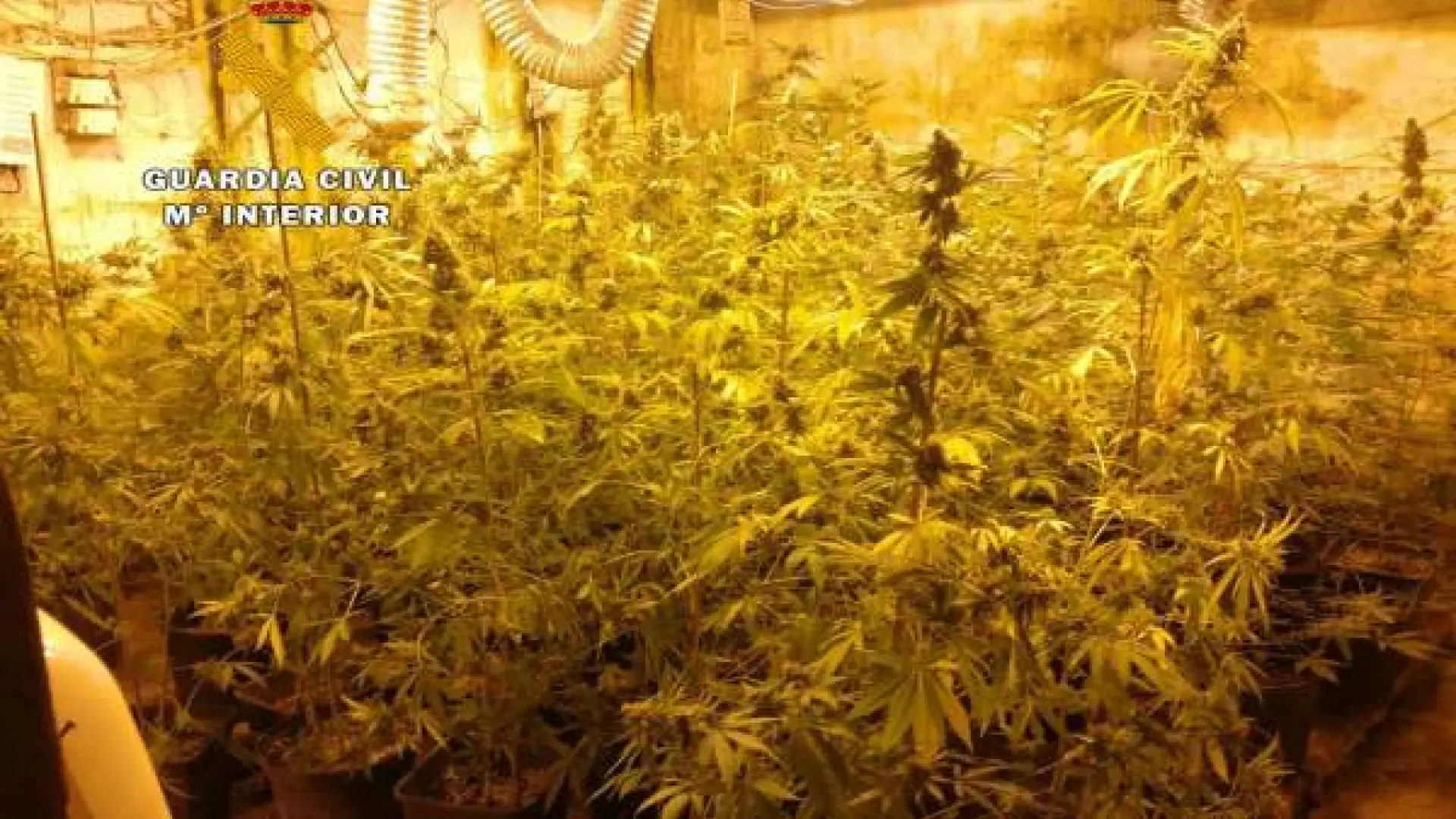Desmantelada una nueva plantación 'indoor' de marihuana en Boo de Piélagos