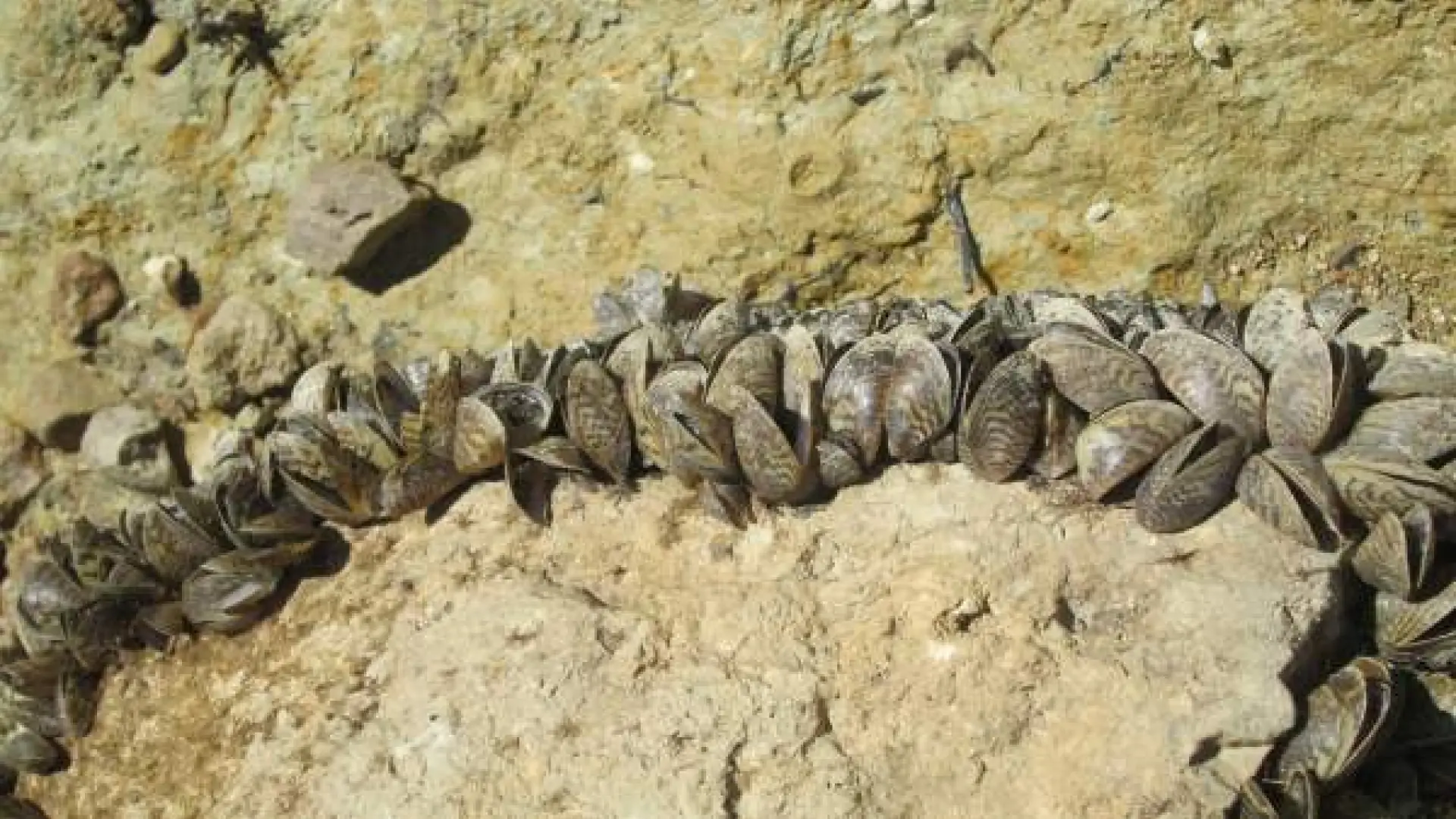 El mejillón cebra se expande: ya invade la mitad de las cuencas ...