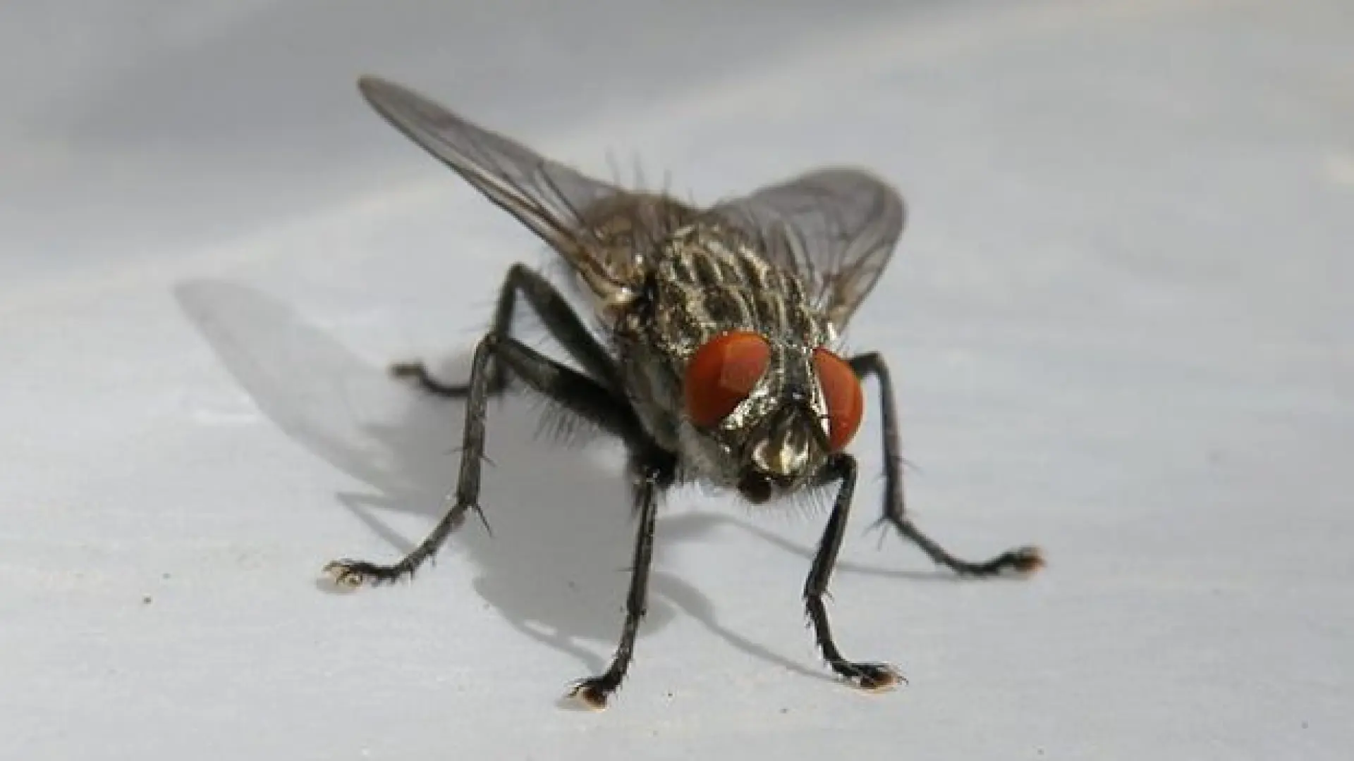 ¿Cómo puede una mosca volar dentro de un coche o de un avión en movimiento?