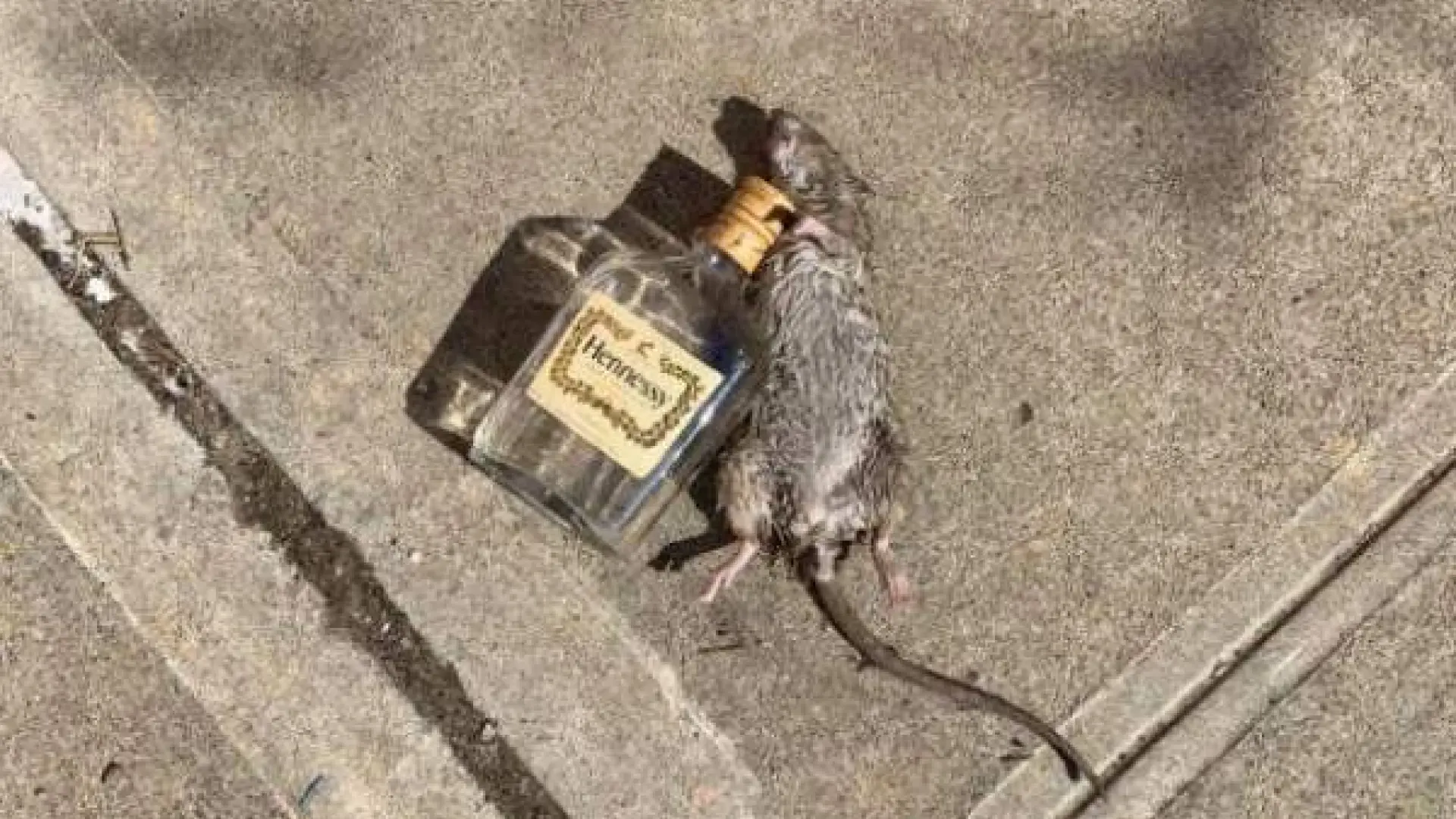 Una rata muerta y abrazada a una botella en Nueva York causa sensación ...