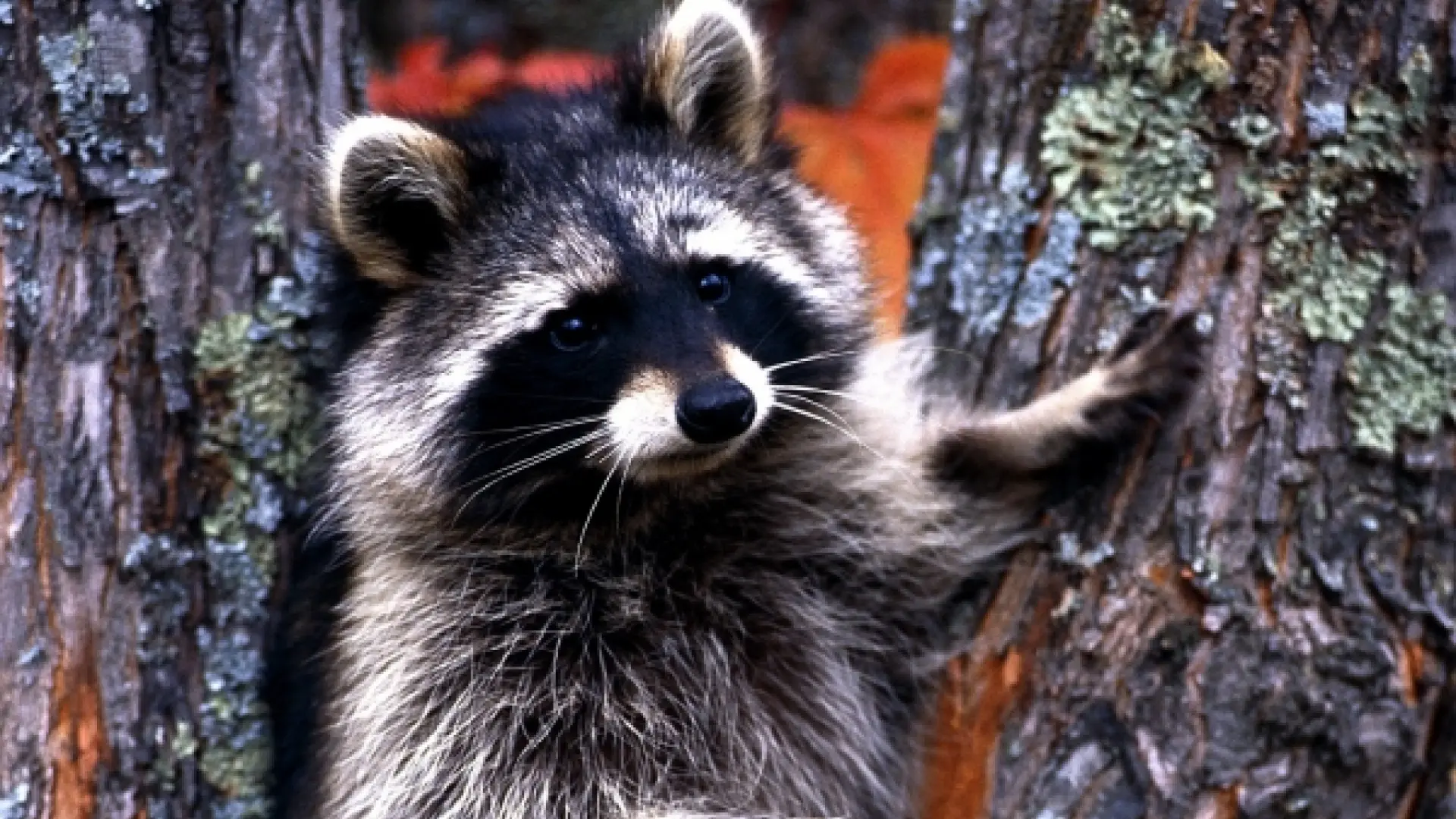 Nueva York alerta de la aparición de mapaches rabiosos en Manhattan