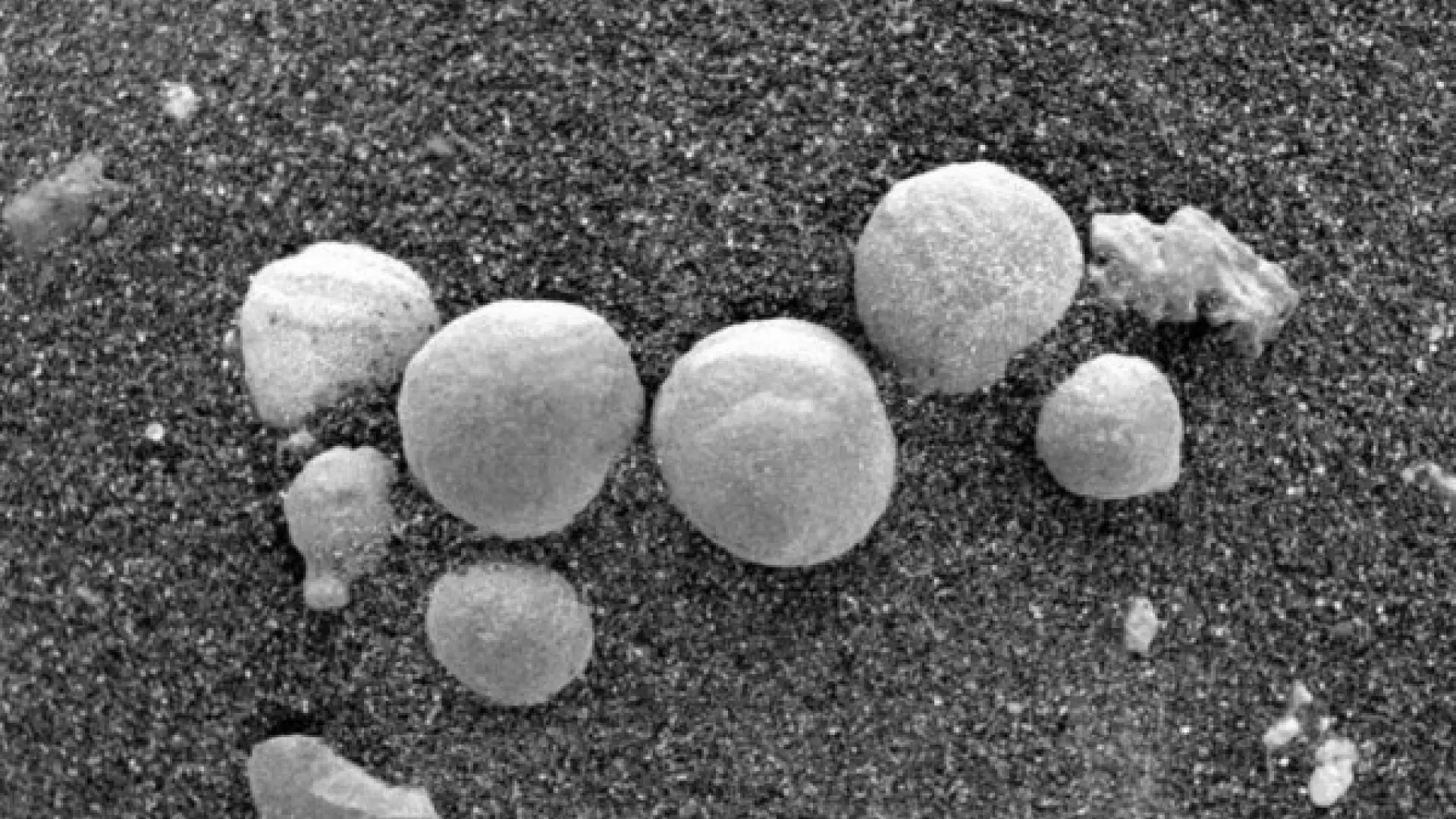 Un polémico y controvertido estudio asegura haber encontrado hongos en ...