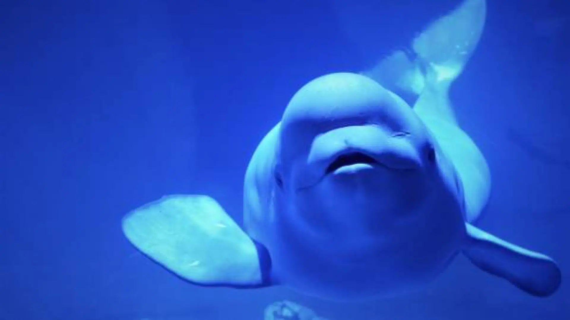 El bebé beluga del Oceanogràfic supera los tres metros y sigue como ...