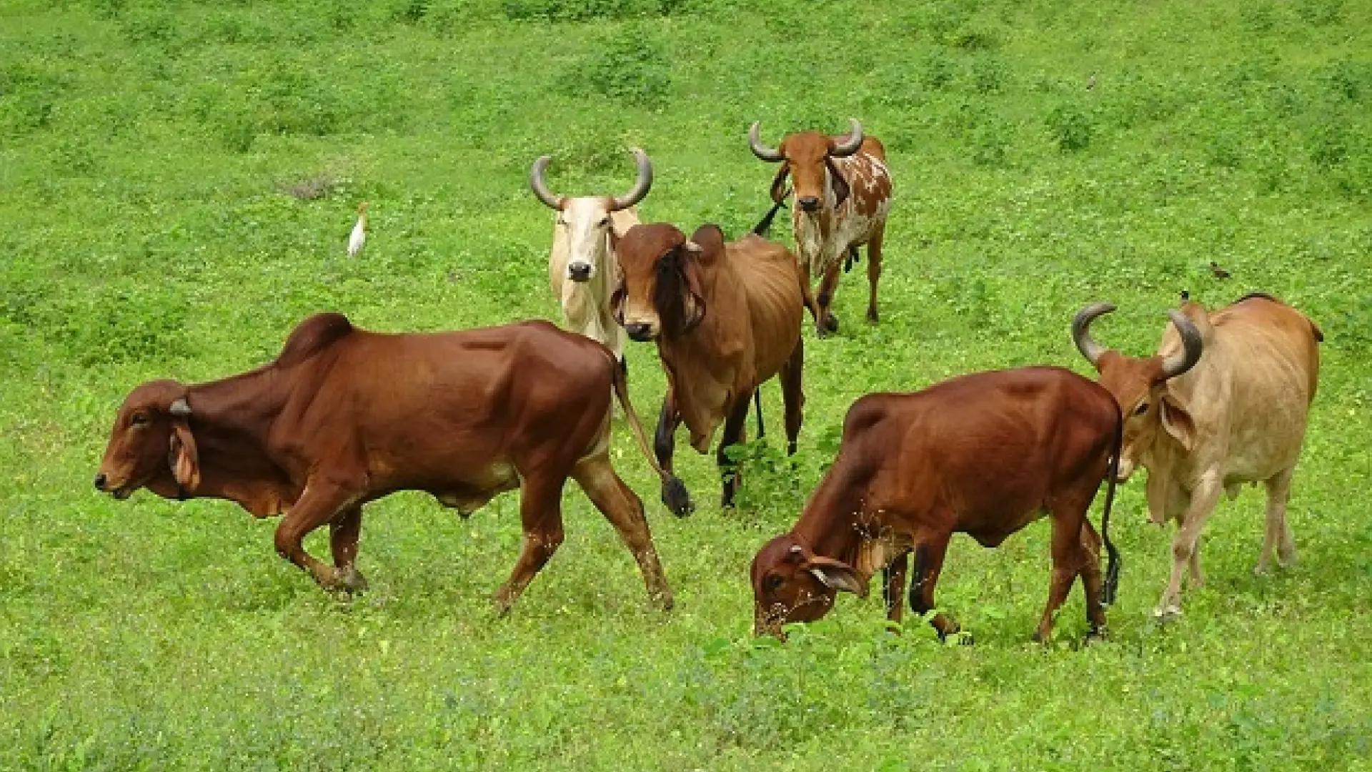 ¿De dónde proviene comparar el término ‘vacas flacas’ con los tiempos ...