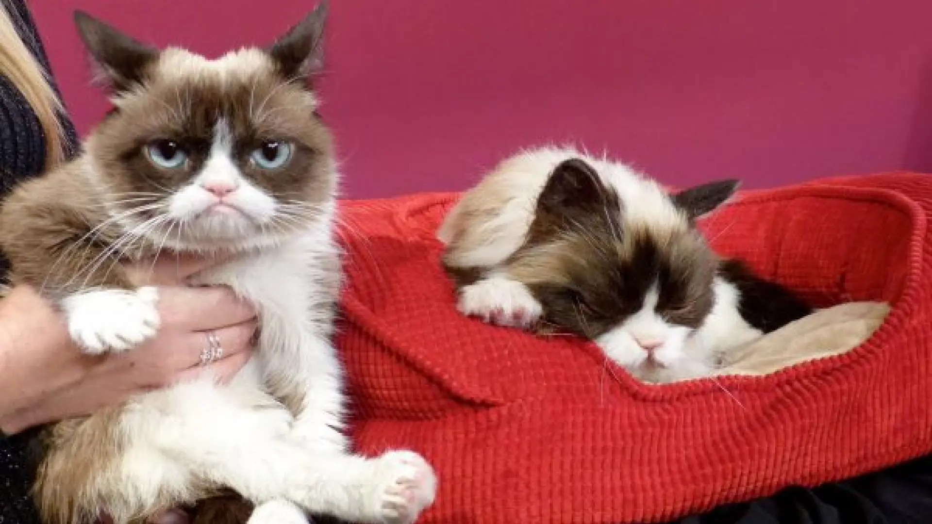 Muere Grumpy Cat, la gata gruñona más famosa de internet