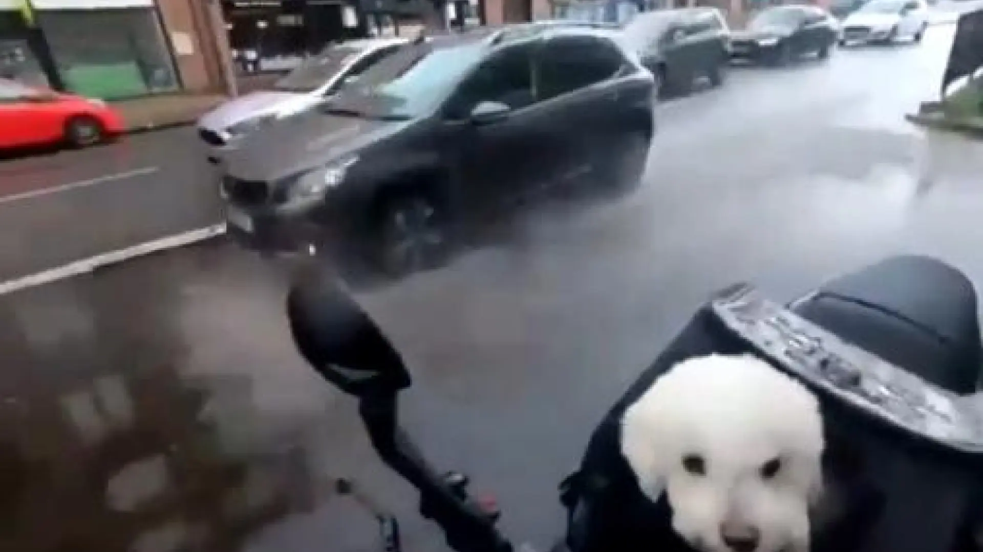 Vídeo: Vídeo: Así es el perro motero que enloquece a Twitter