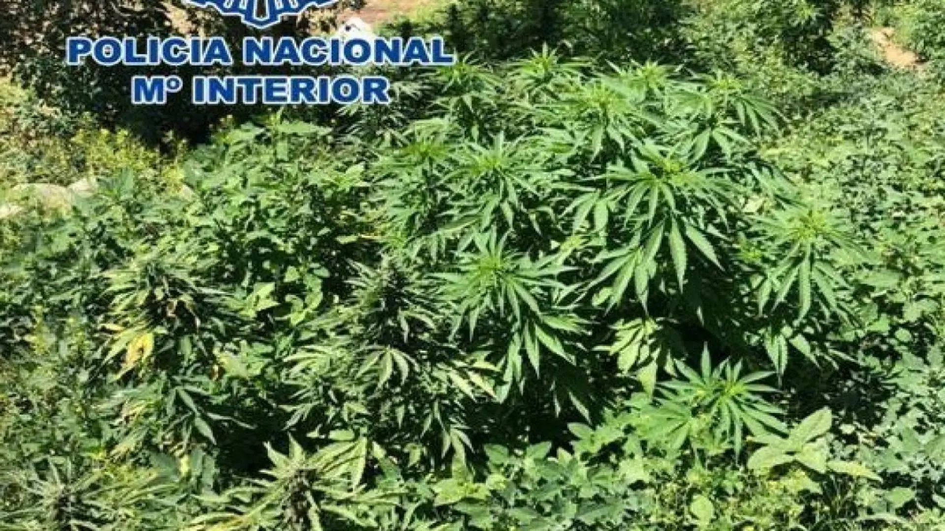 Sucesos.- Desmanteladas tres plantaciones de marihuana a gran escala en la provincia con cuatro ...