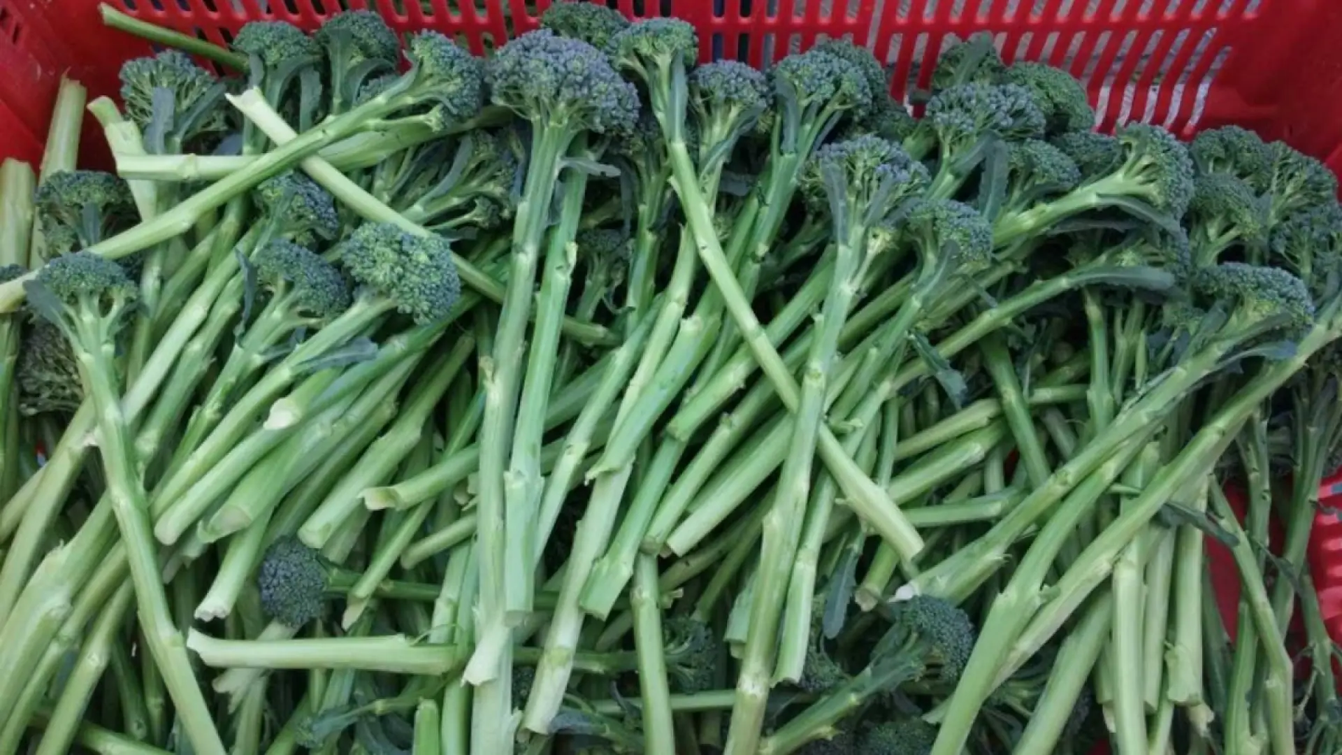 ¿Qué es el bimi? Propiedades y beneficios