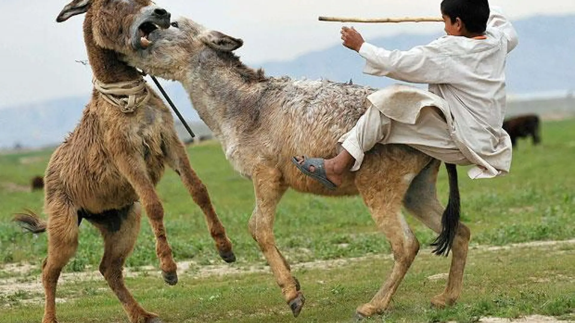 ¿De dónde proviene decir ‘Caer del burro’ para indicar que alguien se ...