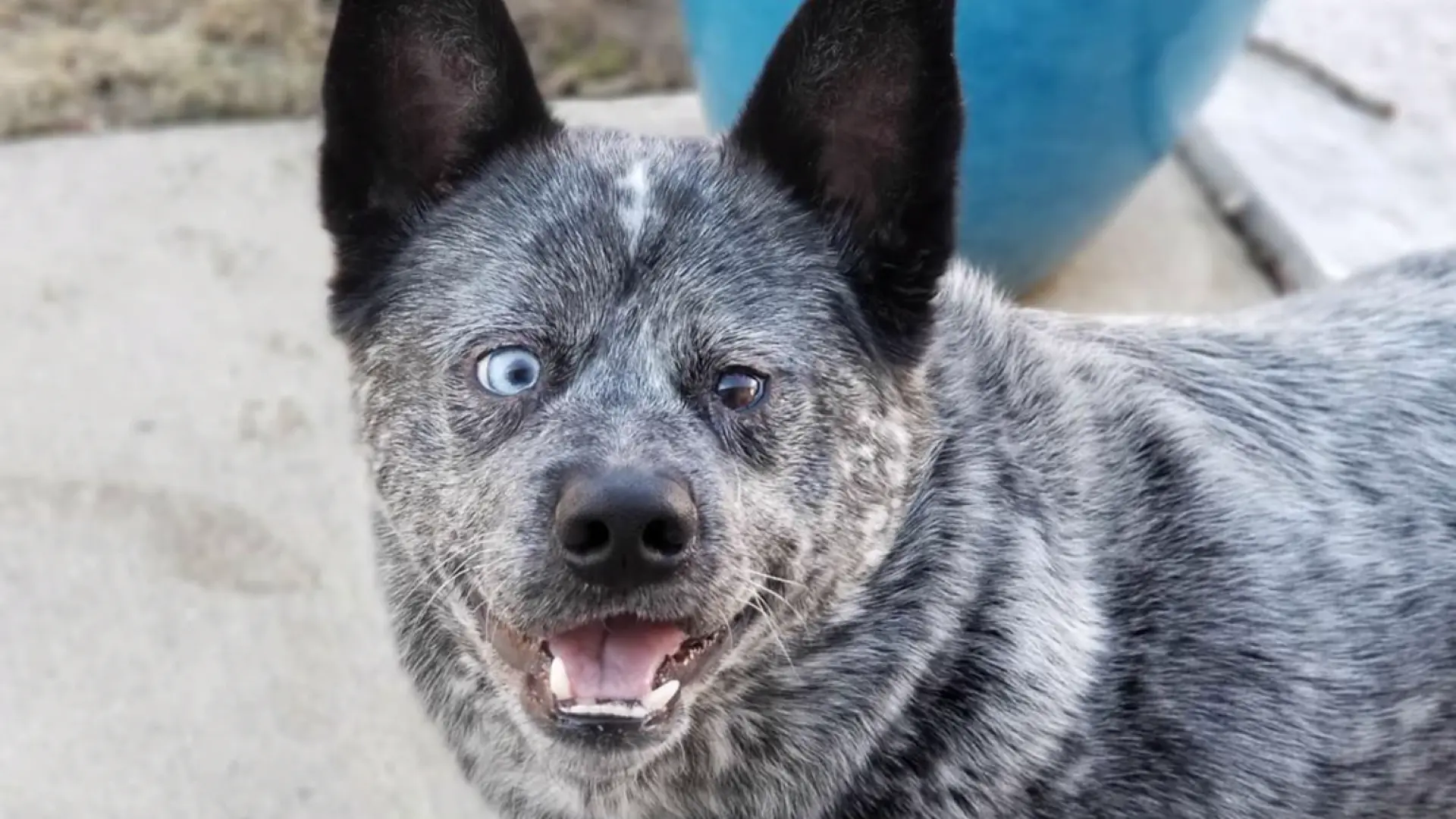 Moose, el perro con sonrisa permanente que enamora en las redes por su ...