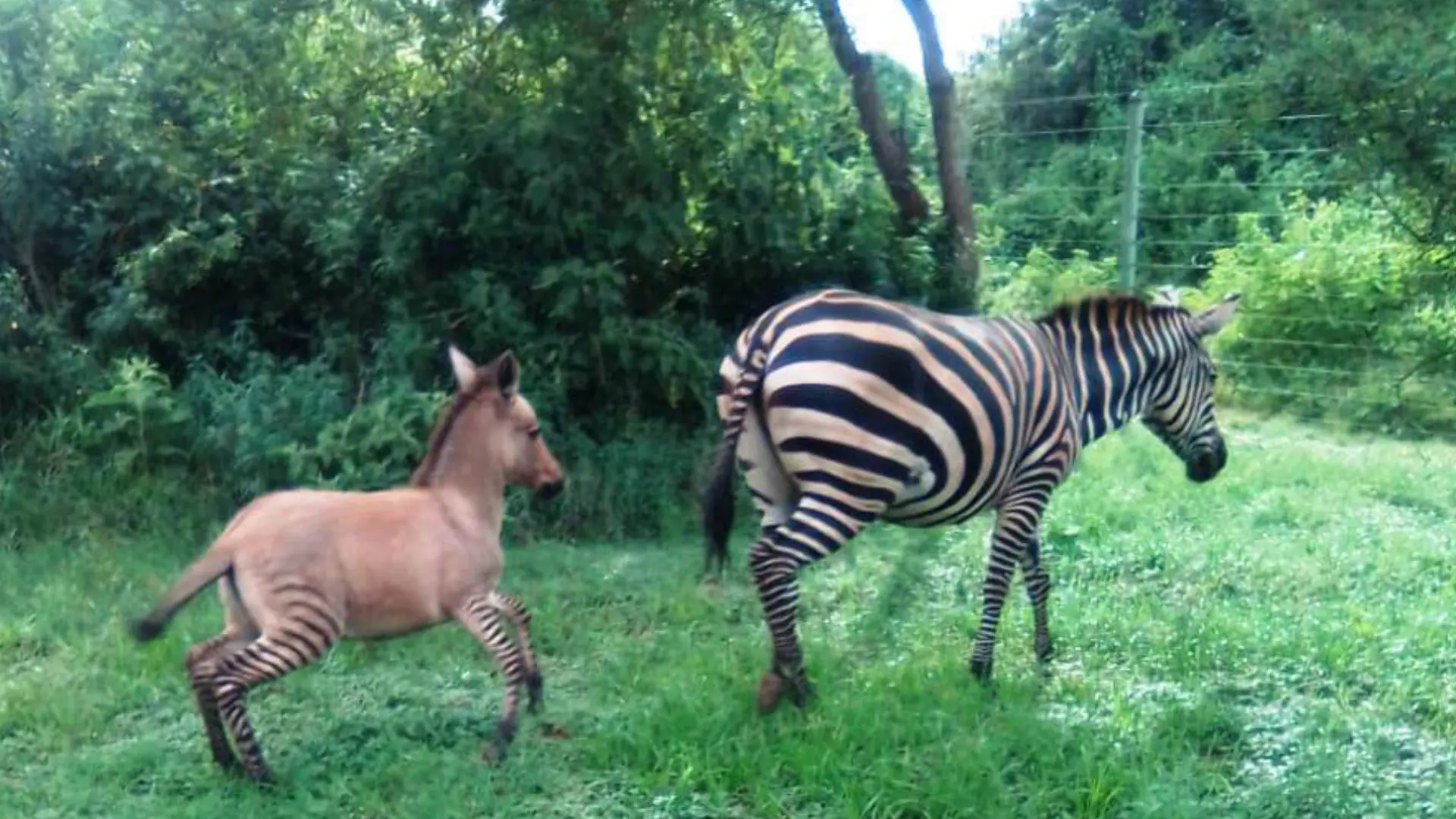 Una cebra se escapa de un parque natural y da a luz a un cebrasno, un ...