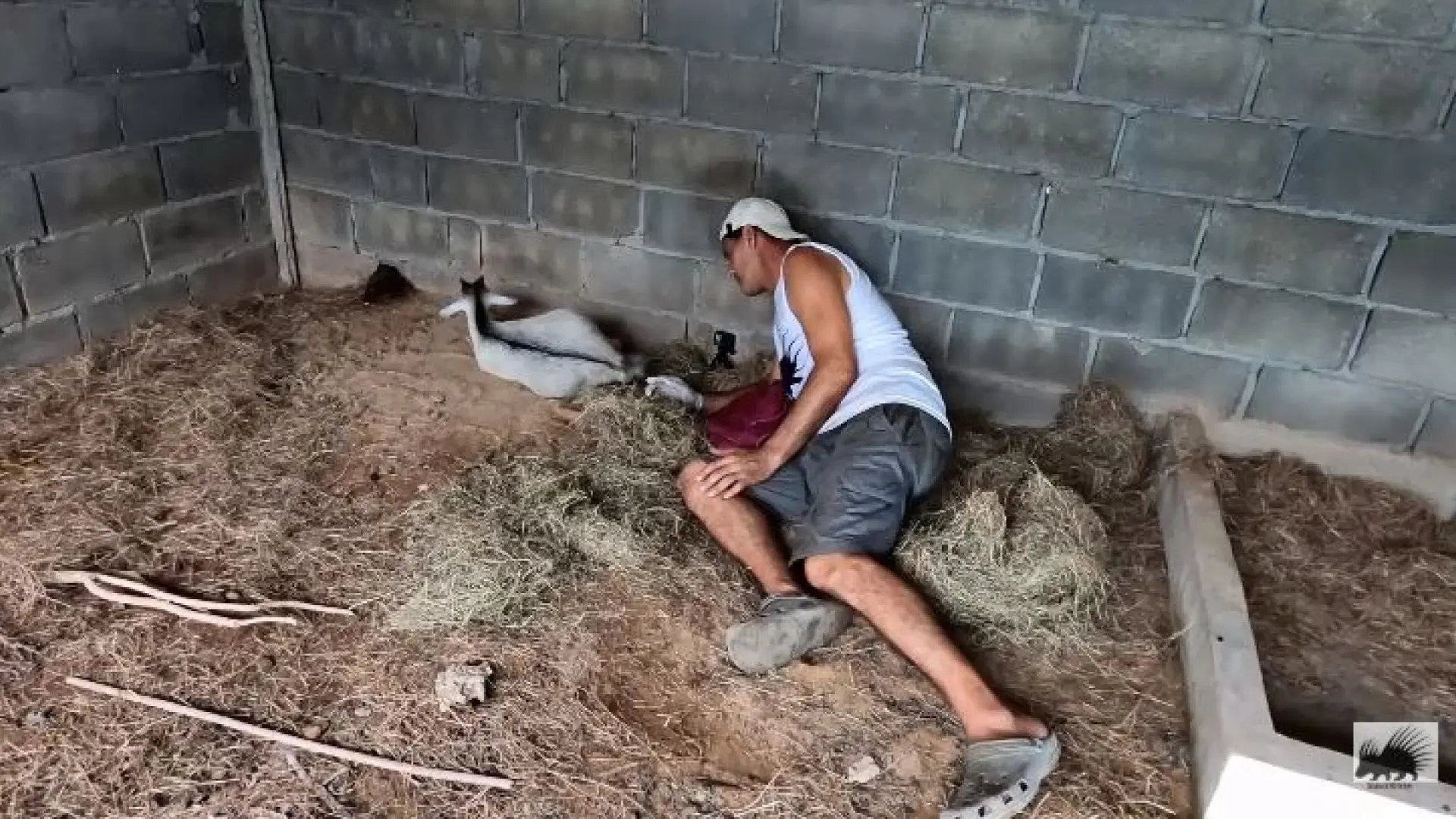 Frank Cuesta muestra el parto de dos cabritas: "La madre no sabe lo que ...