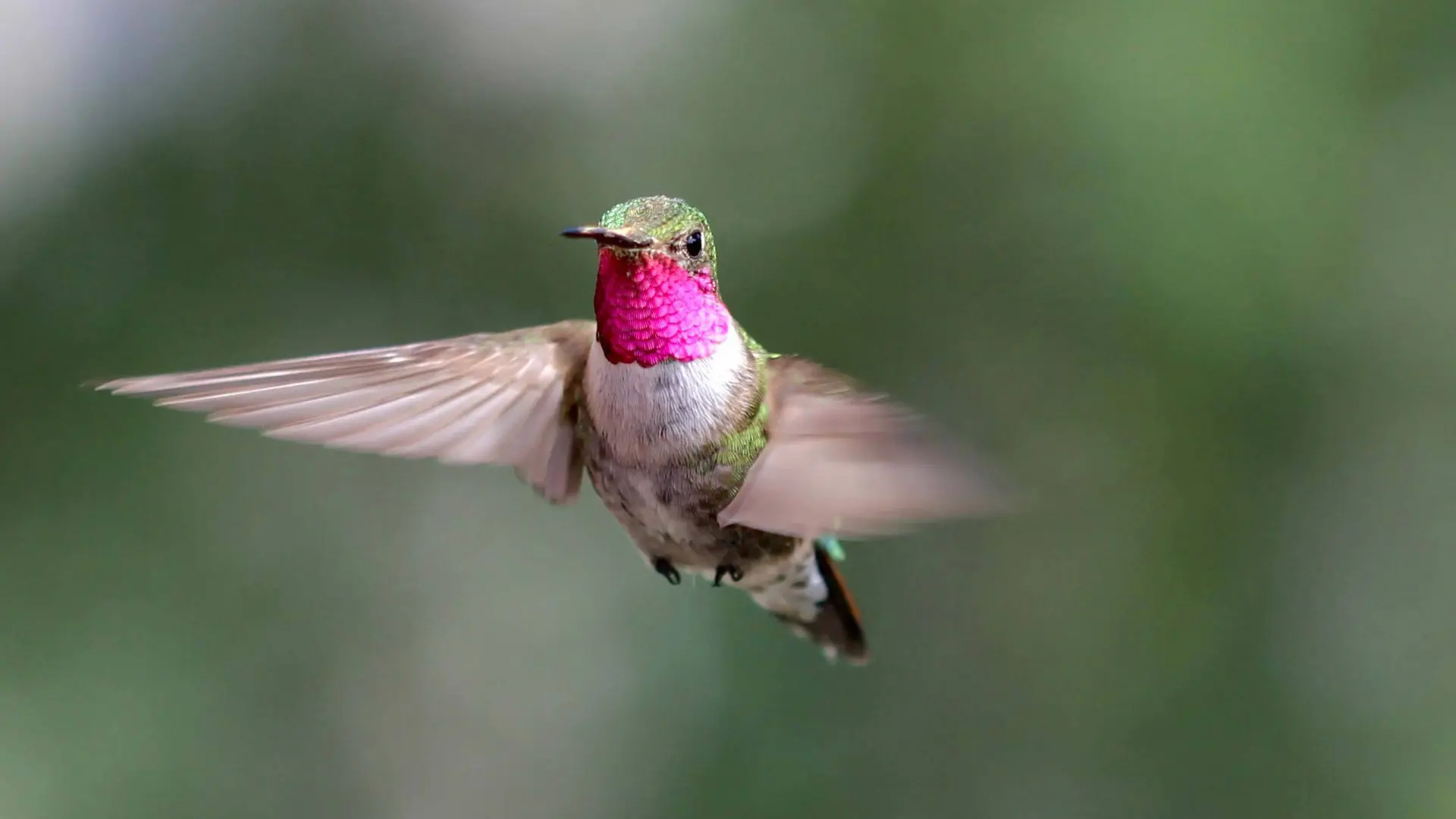 Los colibríes ven colores que no podemos percibir: "Los humanos son ...
