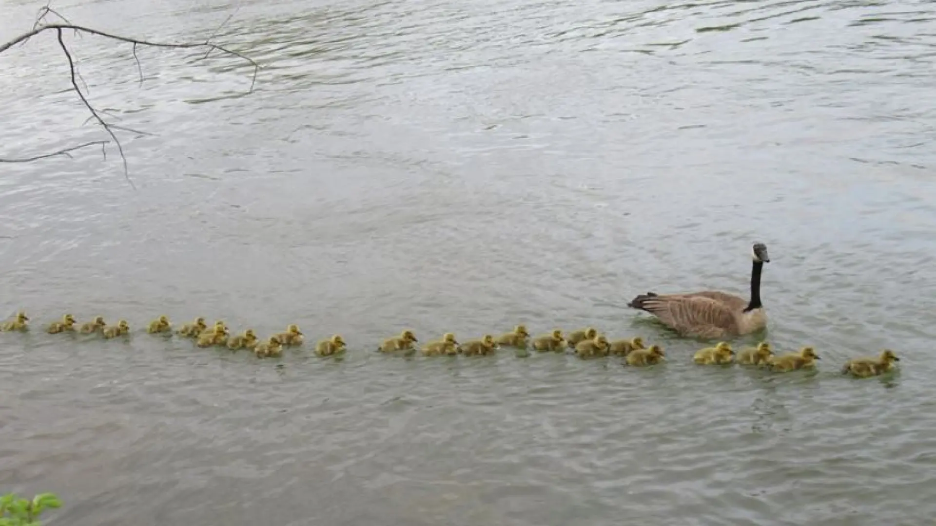 La historia viral de la mamá gansa que se hace cargo de los bebés de ...