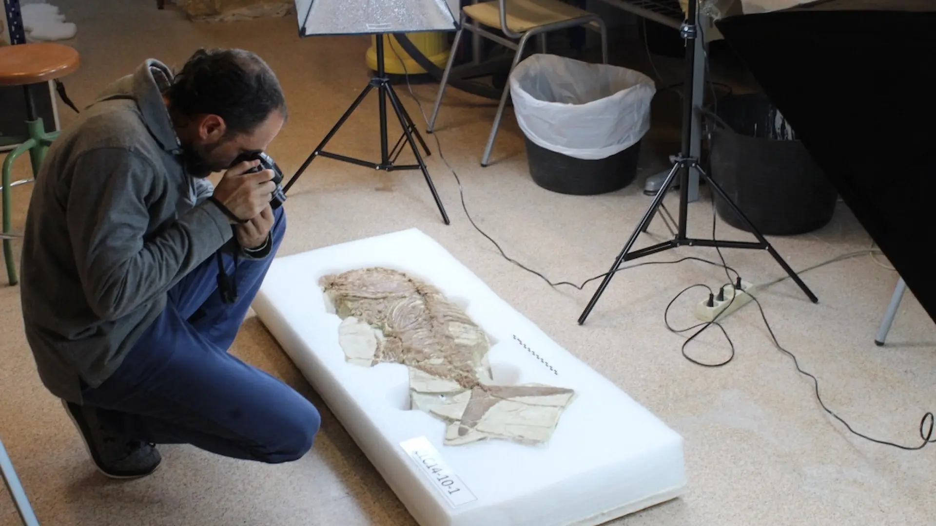 Descubierta una nueva especie de cocodrilo en los Pirineos gracias a un ...