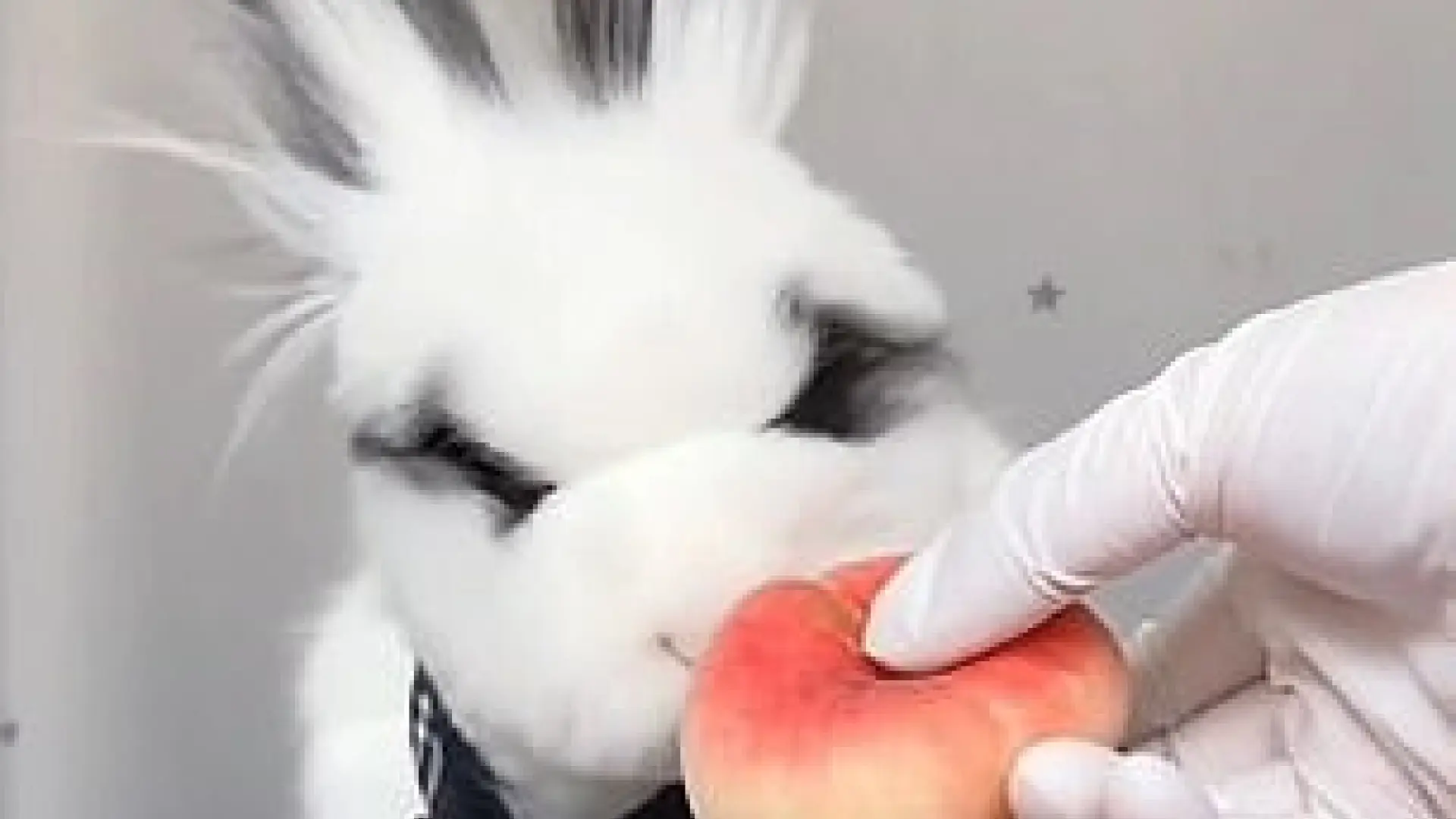 El conejo que tiene casi un millón de seguidores por el ruido que hace ...