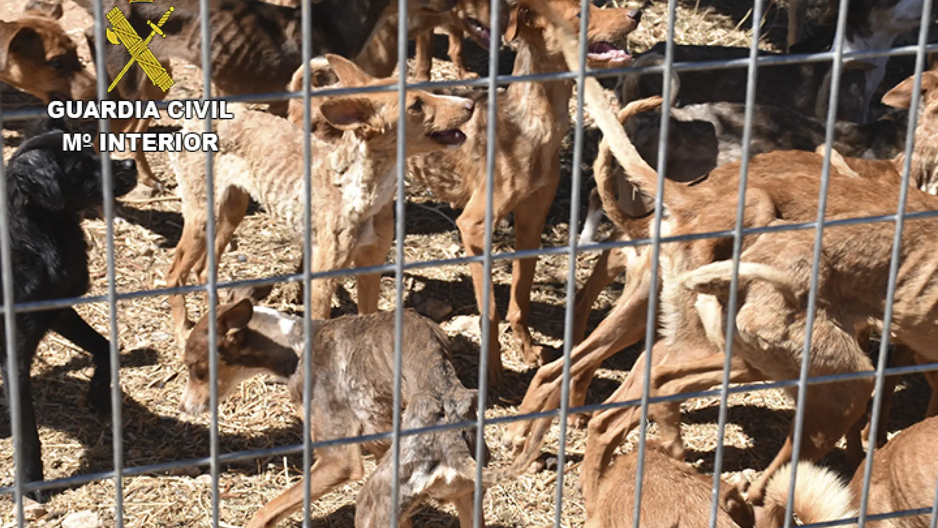 Un año de "claroscuros" tras la reforma del Código Penal sobre maltrato ...