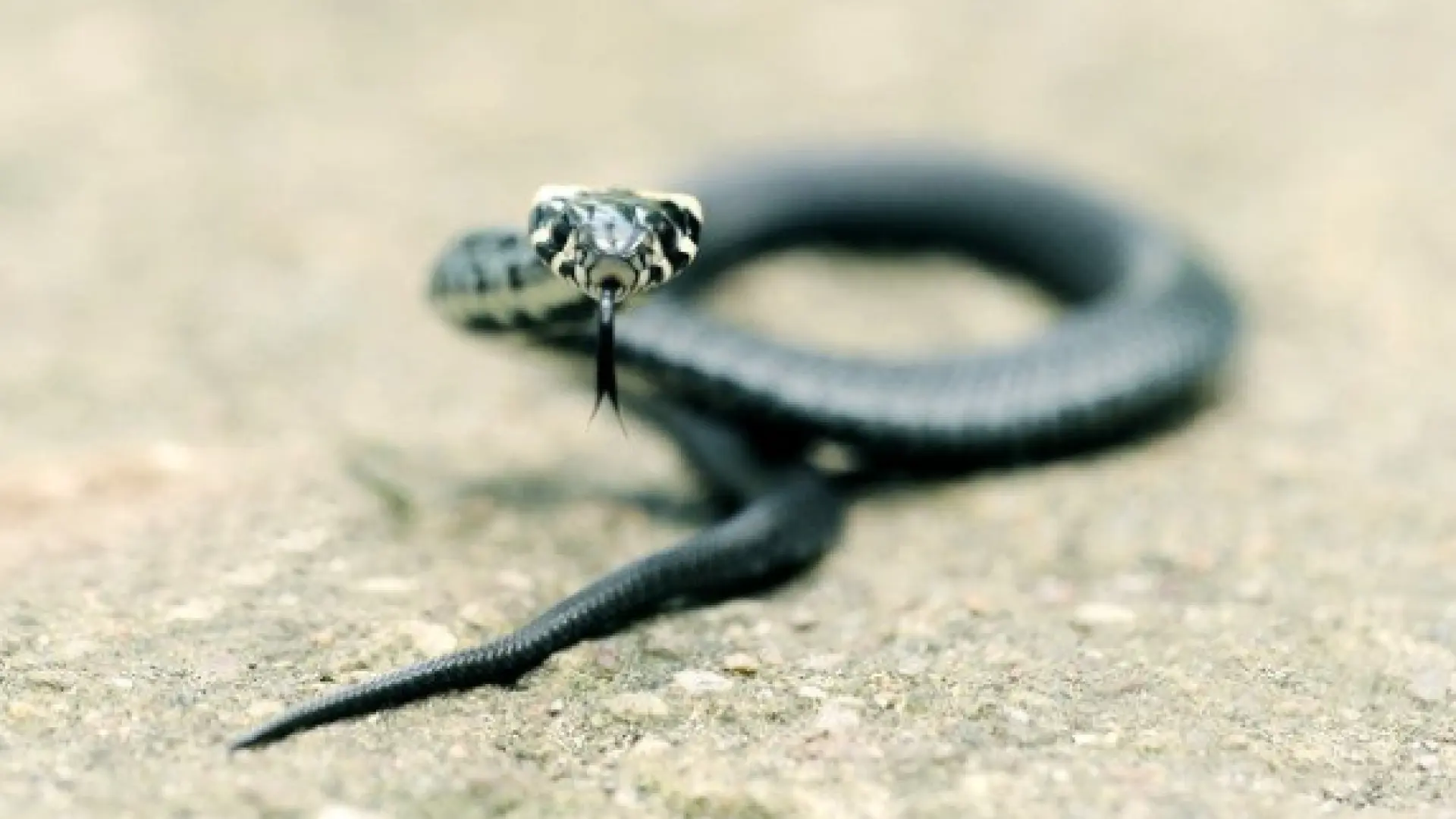 Una sustancia extraída del veneno de serpiente modula la coagulación ...