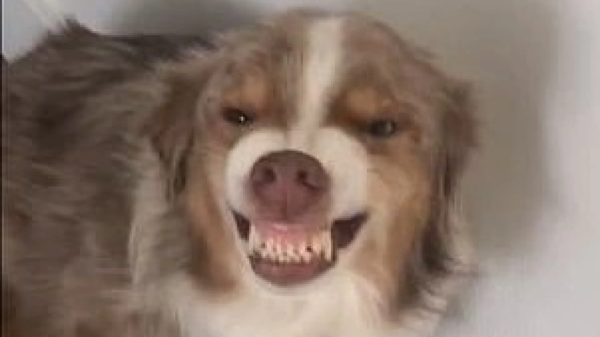 Fotos De Perros Sonrientes Las Mejores 17 Ideas De Perros Sonrientes