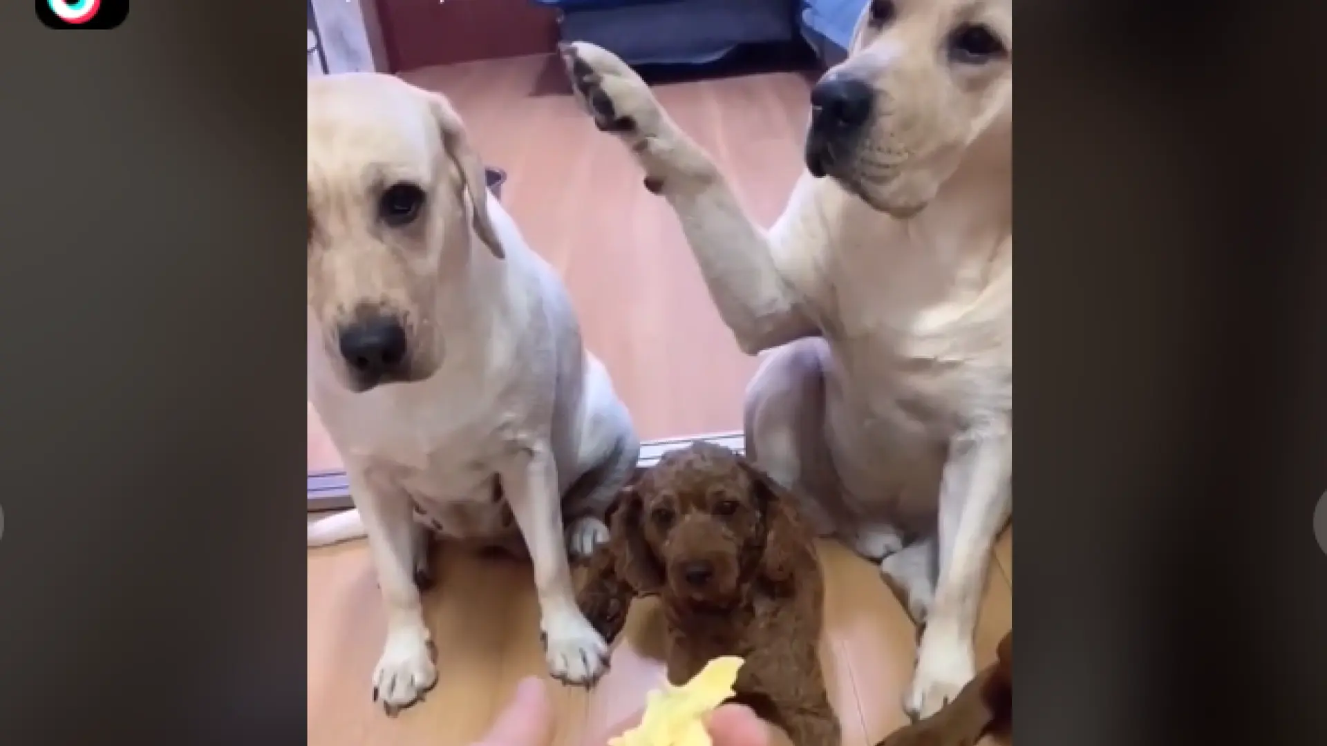 El vídeo del perro chivato que arrasa en TikTok