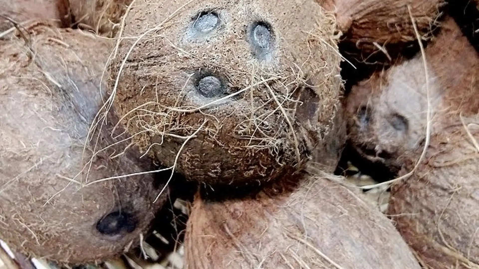 El aceite de coco destruye el virus de la COVID-19, según científicos ...
