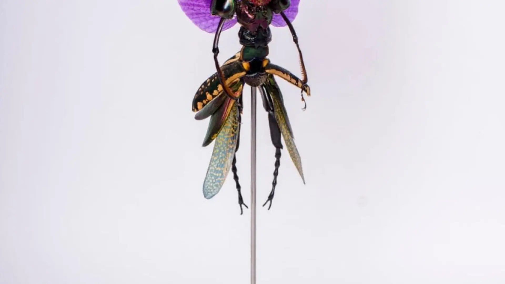 Un artista crea realistas hadas mágicas a partir de diferentes partes ...