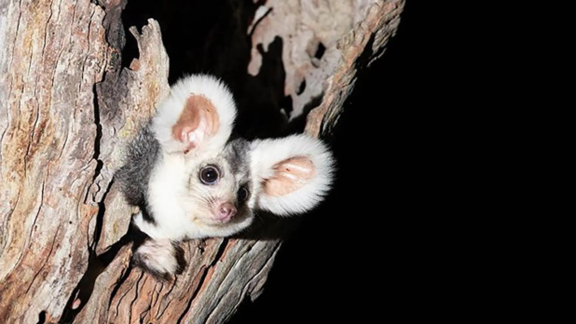 Descubren dos nuevas (y adorables) especies de marsupiales en Australia
