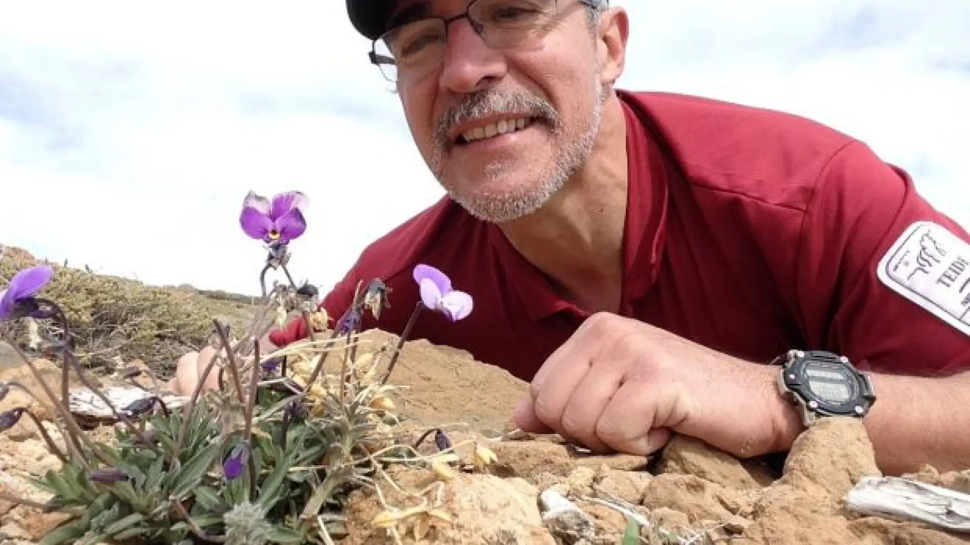 Descubren una nueva especie de violeta en lo alto del Teide