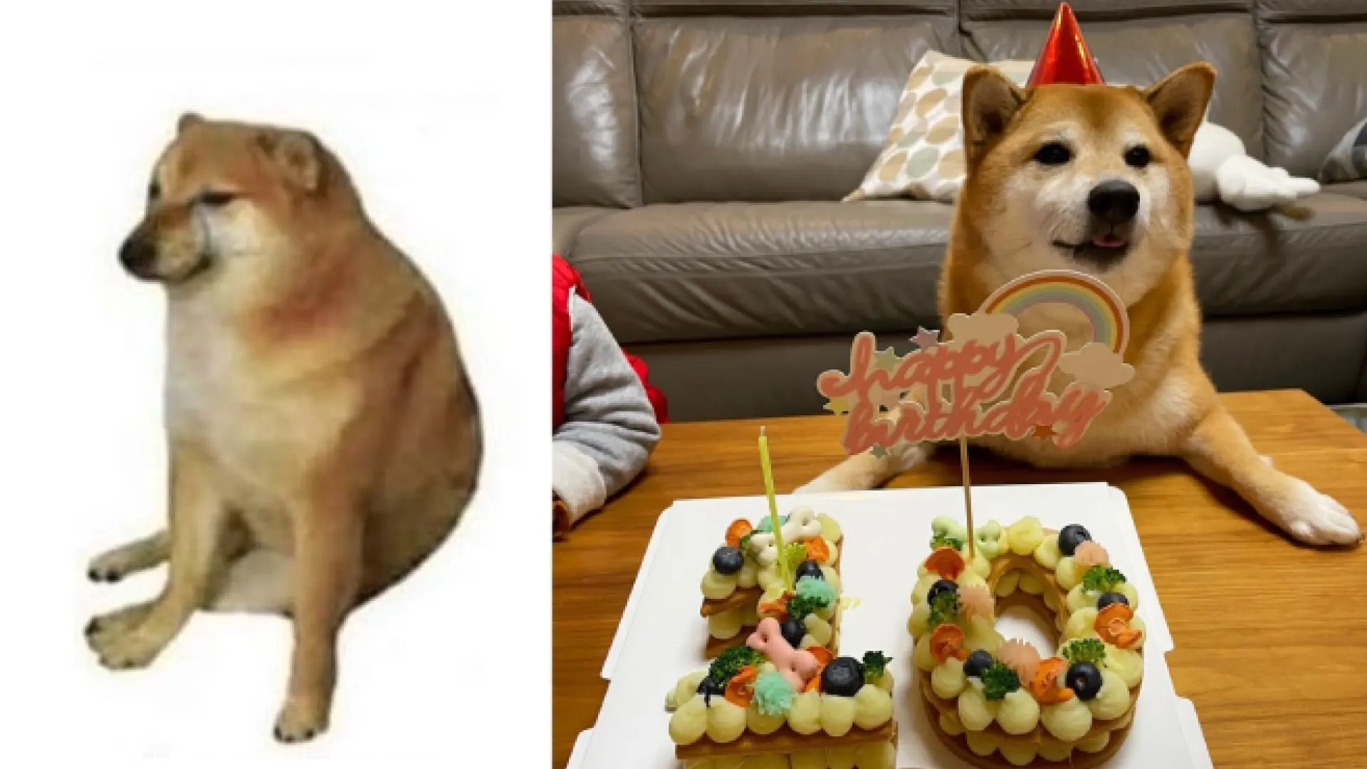 Balltze, el protagonista del famoso meme viral del perro sentado ...