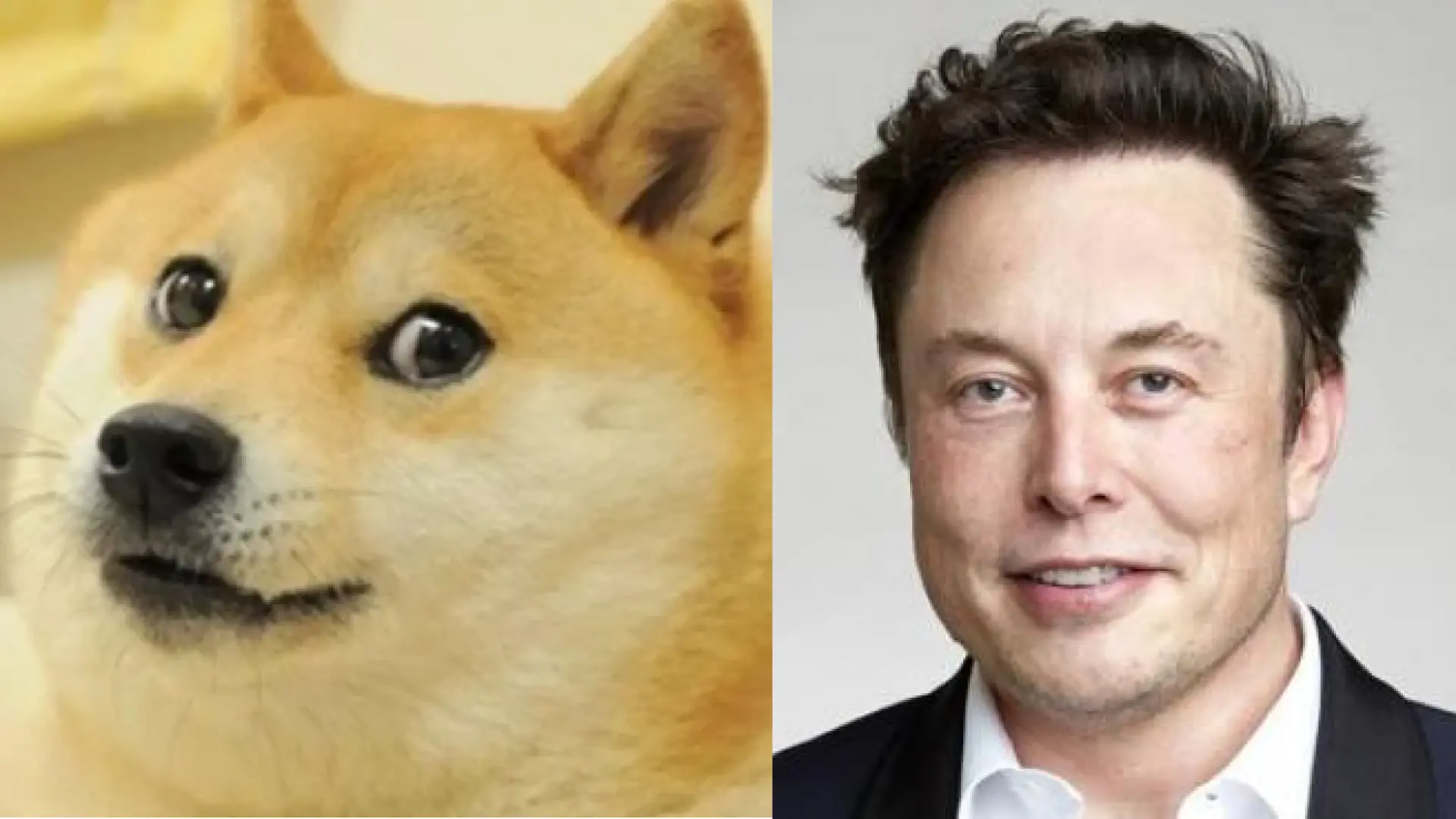 El curioso motivo por el que Elon Musk prefiere Dogecoin a otra ...