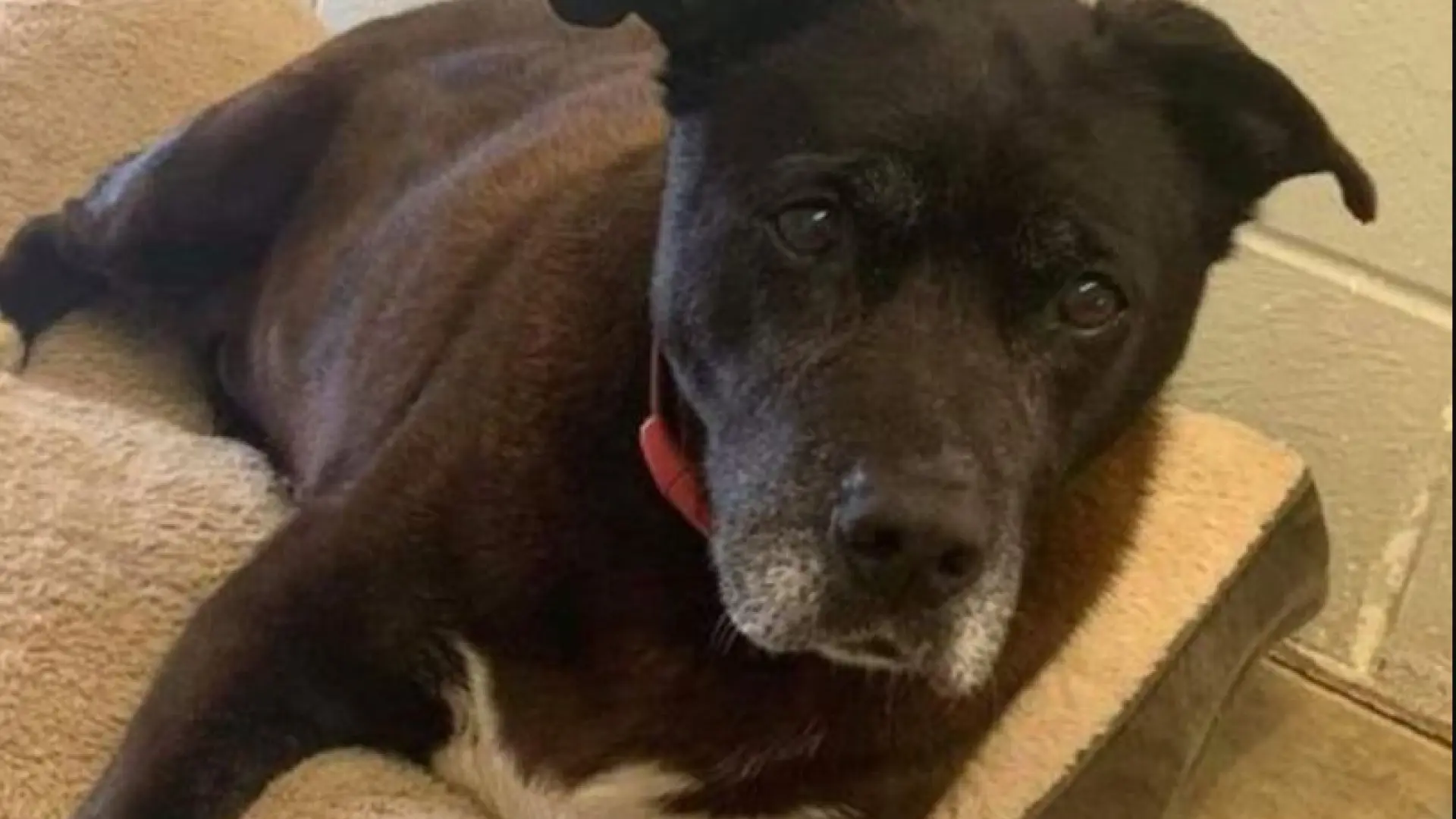 La emotiva historia Wiggles, la perra que logró ser adoptada tras pasar ...