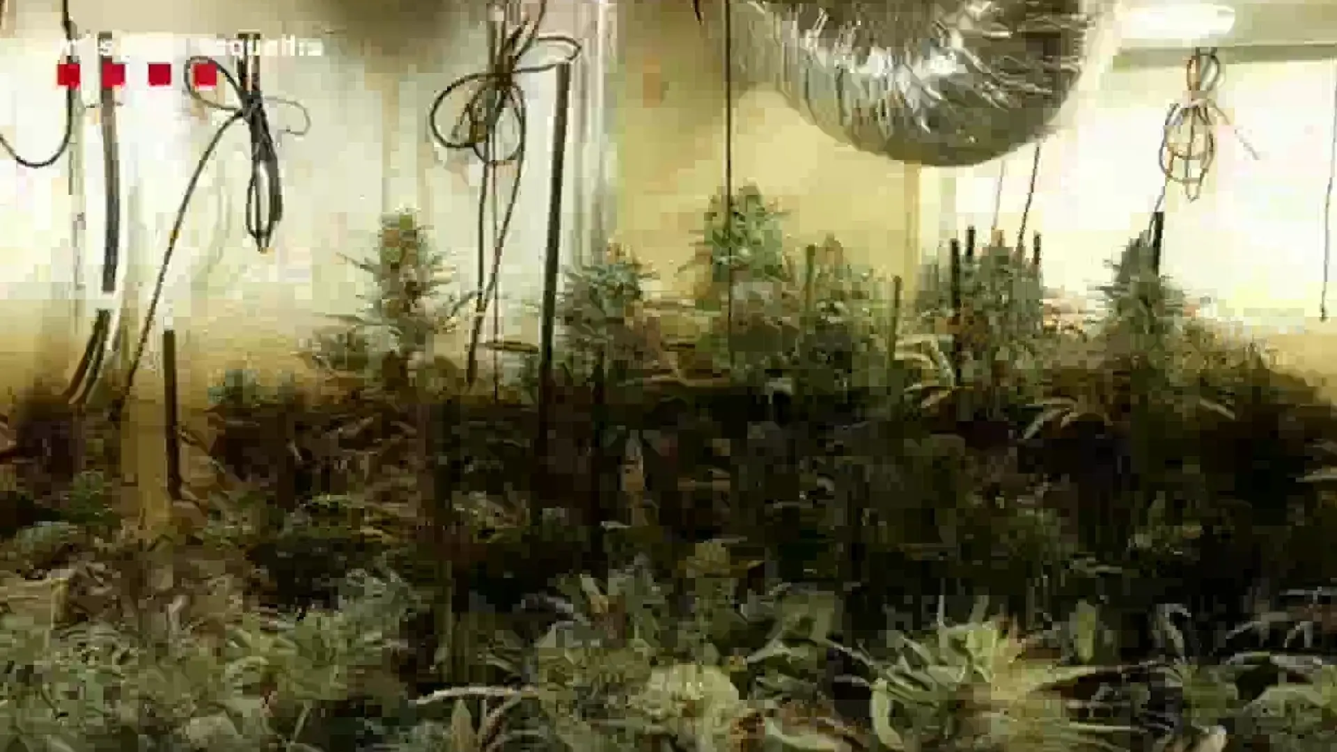 Desmantelan en Barcelona ocho plantaciones de droga que consumían electricidad como 63 casas