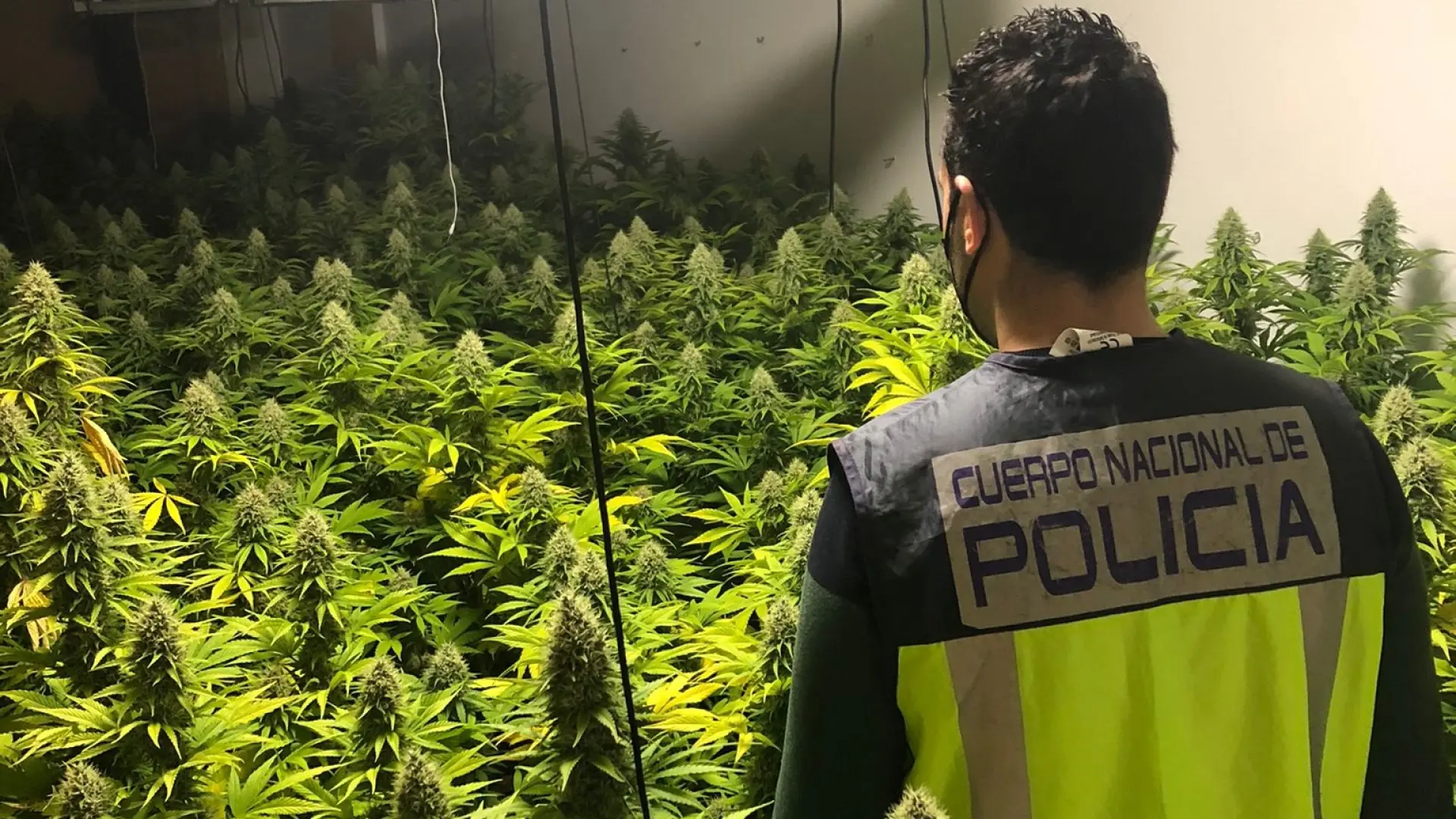 La Policía Nacional desmantela un cultivo de marihuana con 58 plantas en un piso de Alcantarilla