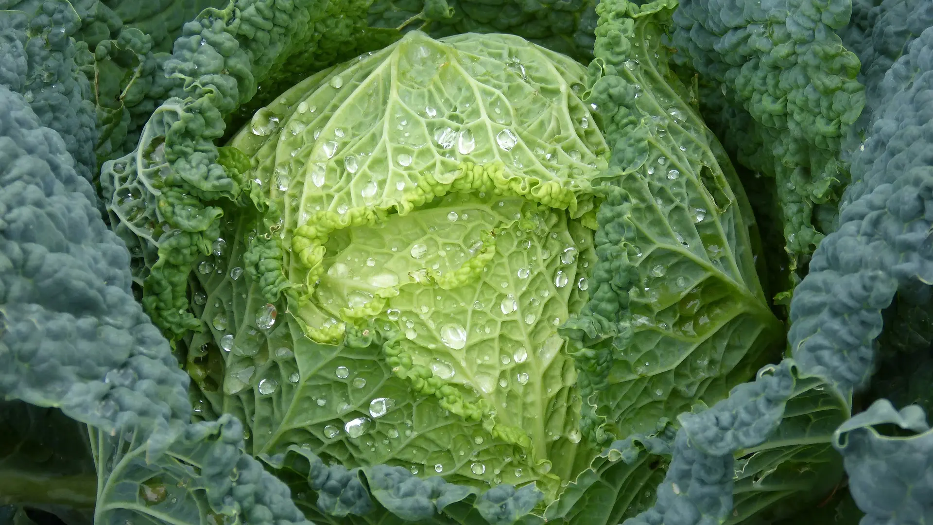 Receta de repollo encurtido