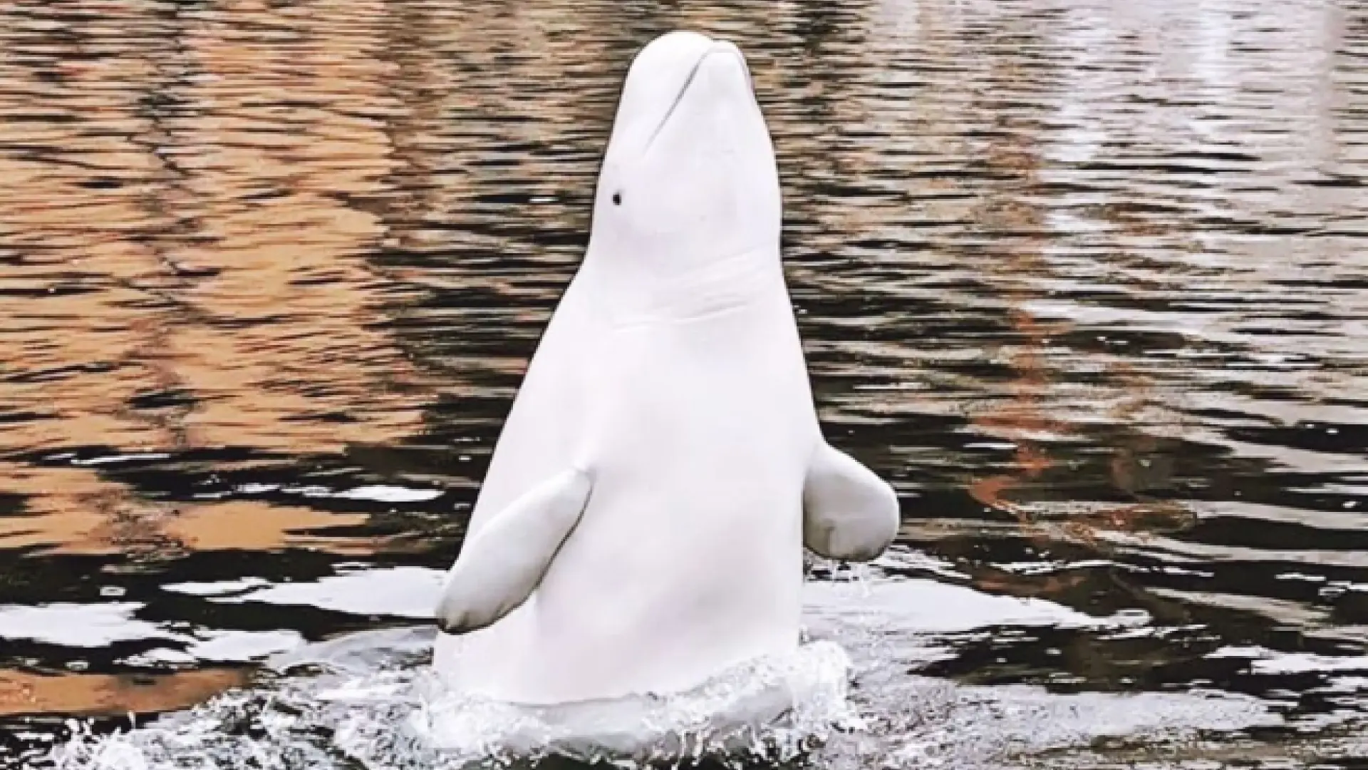Buscan un refugio para una beluga que fue acusada de ser una espía rusa